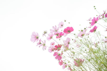 a bunch of pink flowers on a white background