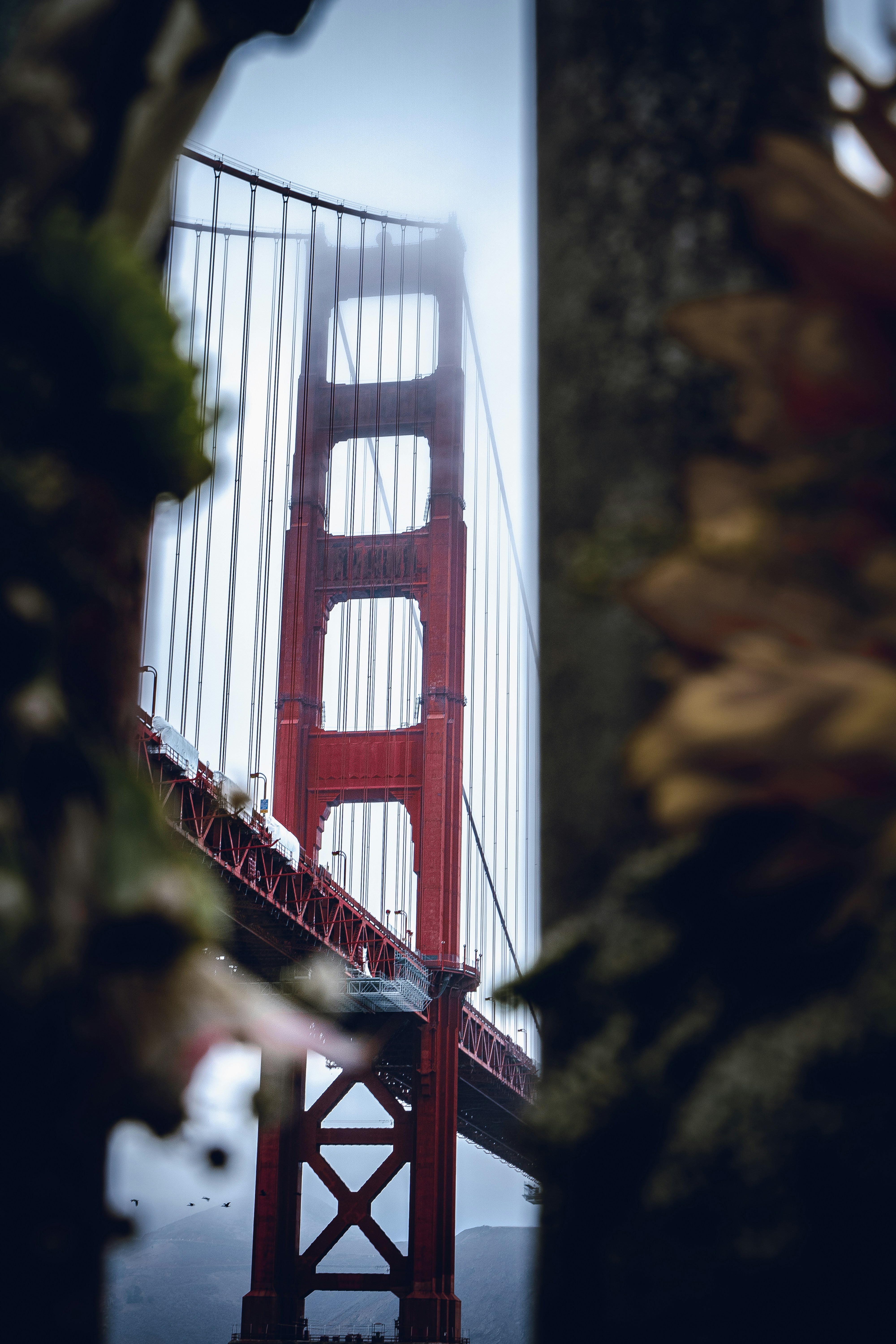 Golden Gate Bridge partially obscured by fog, framed by foliage. The scene captures a serene yet dramatic moment in nature.