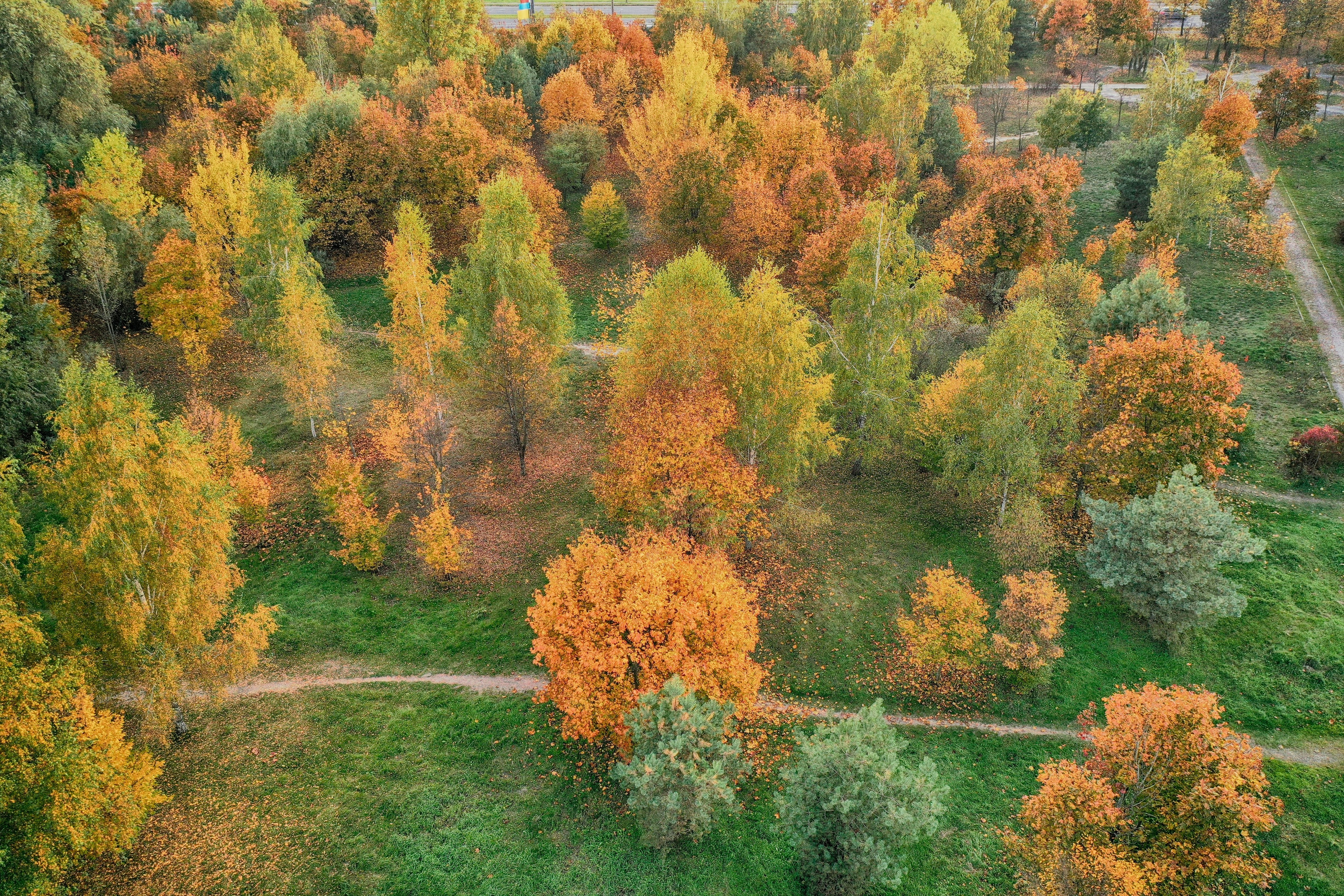 Vibrant autumn foliage blankets a serene park, showcasing a rich palette of oranges, yellows, and greens. The winding path invites exploration through nature's seasonal transformation.