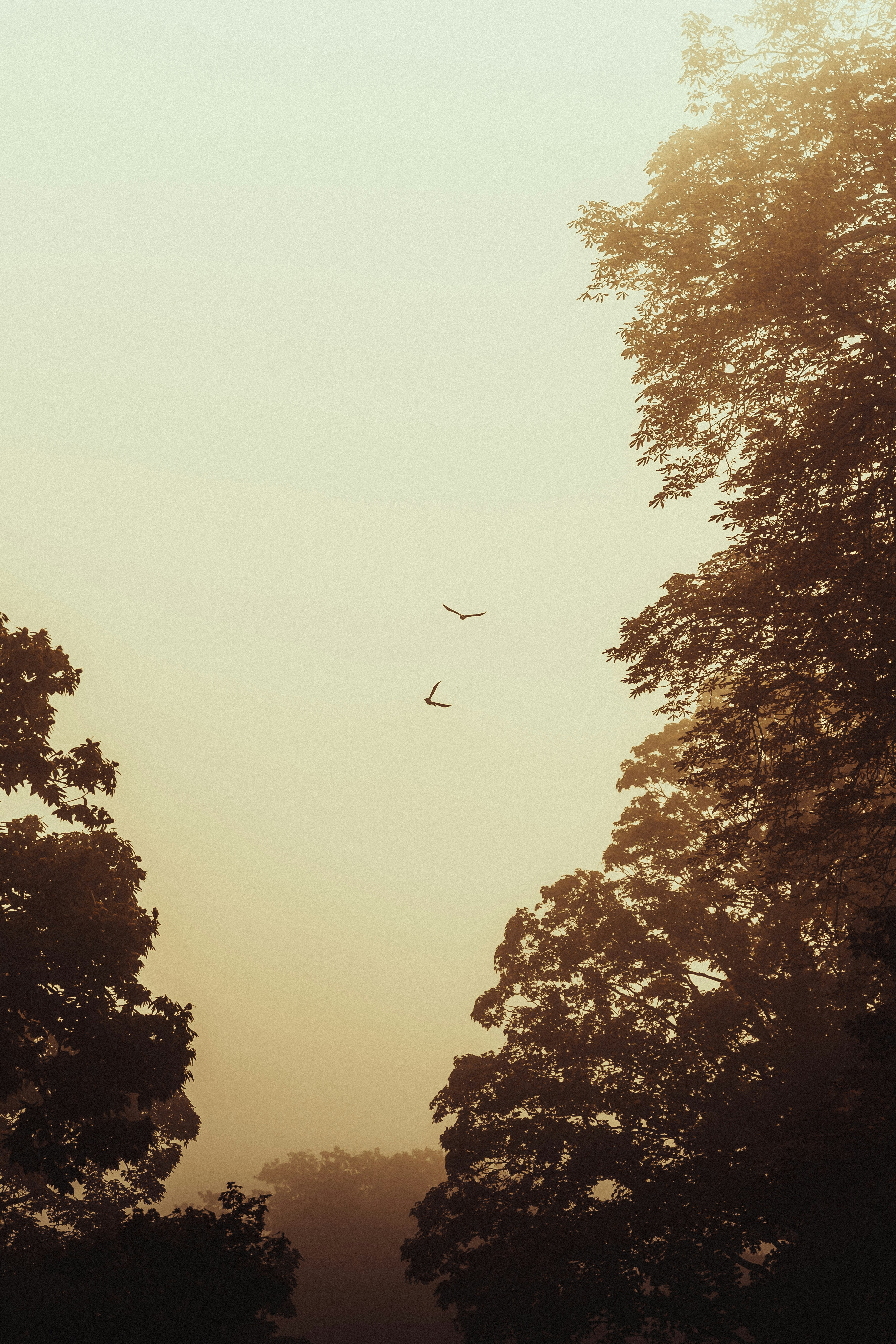 Two birds soaring through a misty landscape, framed by dark silhouettes of trees. The soft, golden light creates a tranquil atmosphere.