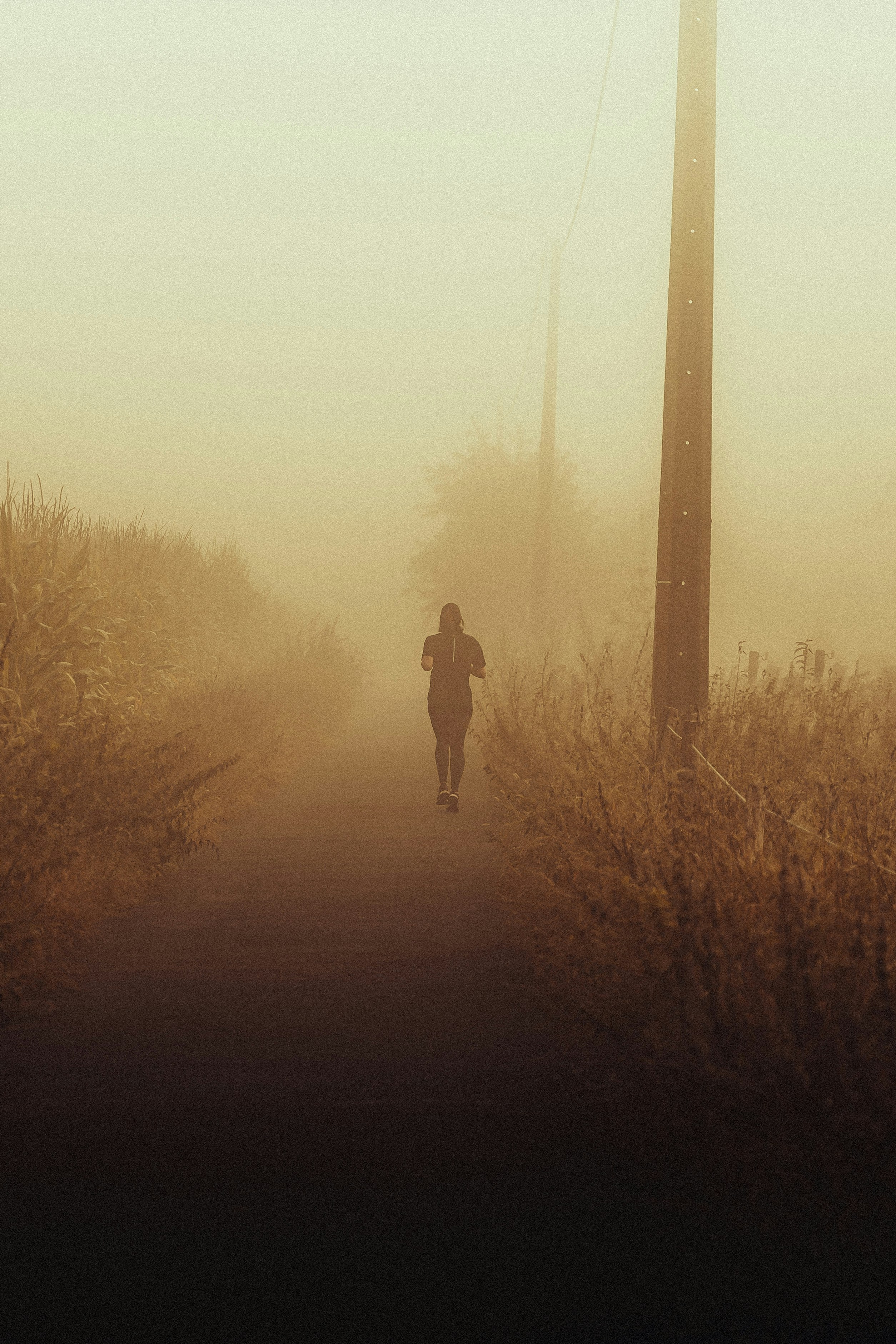 Silhouetted figure walking along a foggy path, flanked by overgrown vegetation and utility poles. The ethereal atmosphere evokes a sense of solitude and contemplation.