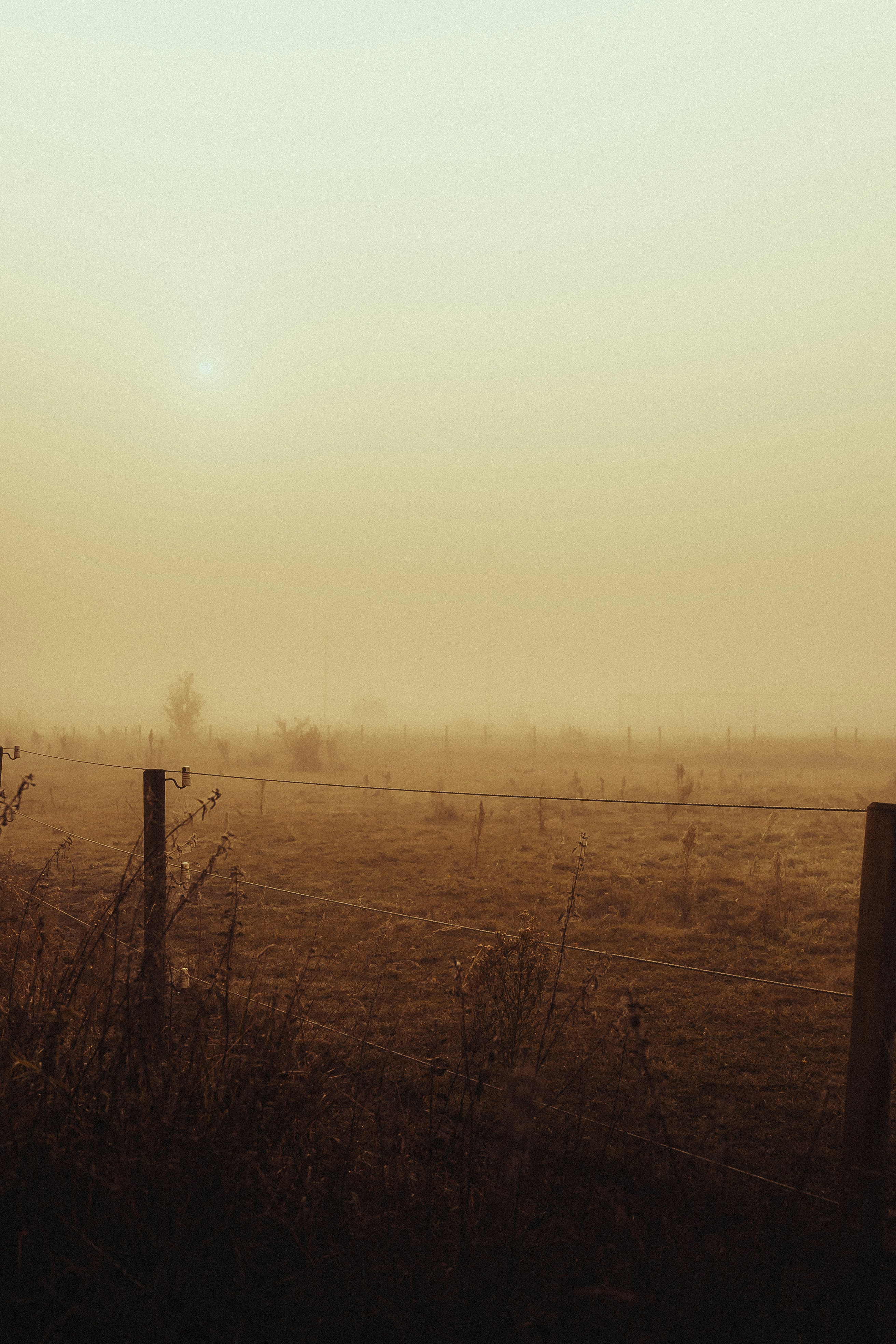 Golden morning fog enveloping a tranquil landscape, with faint outlines of trees and a distant sun. The scene evokes a sense of calm and mystery.