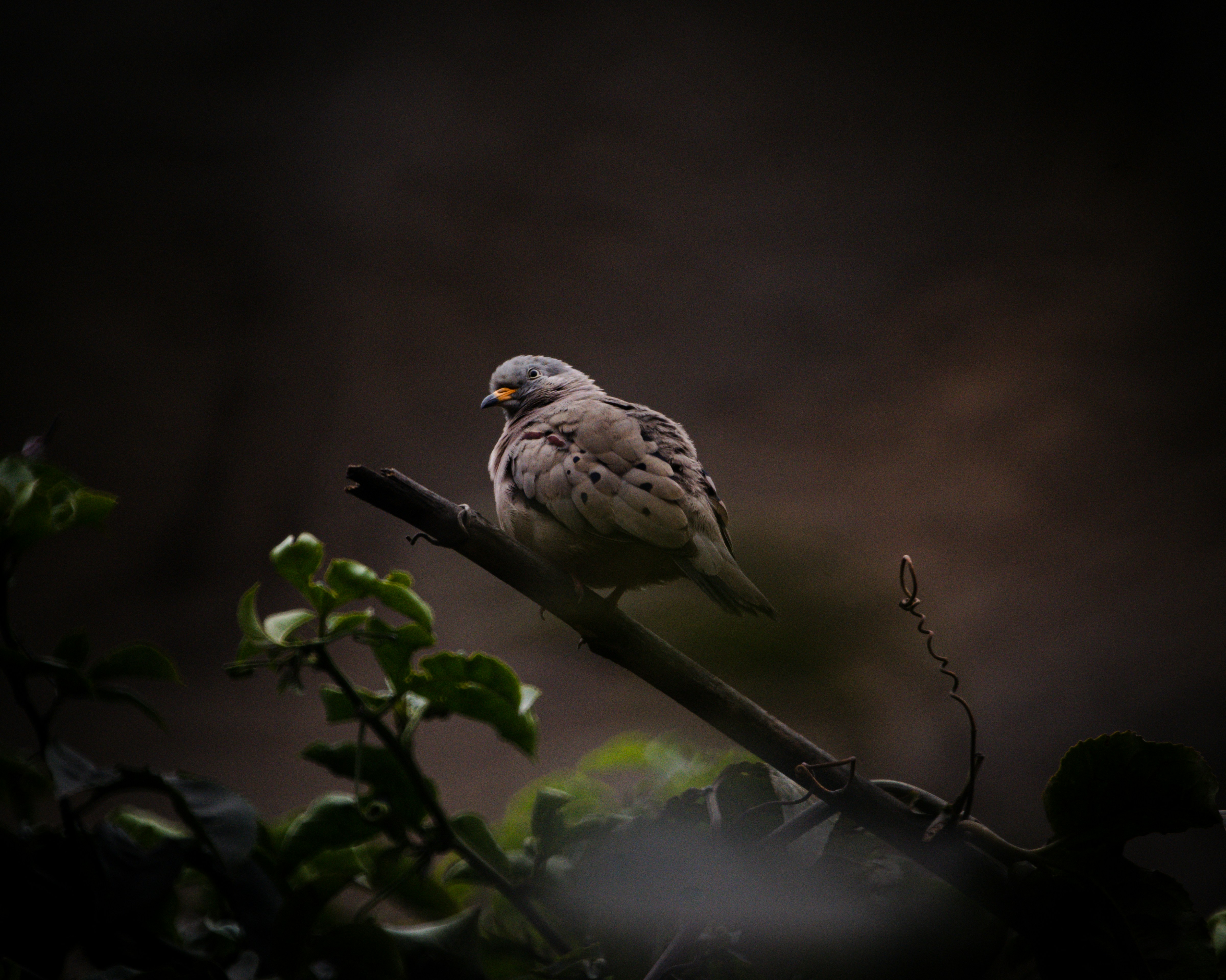 Dim-light Perch: A Sparrow on a Vine-Covered Branch