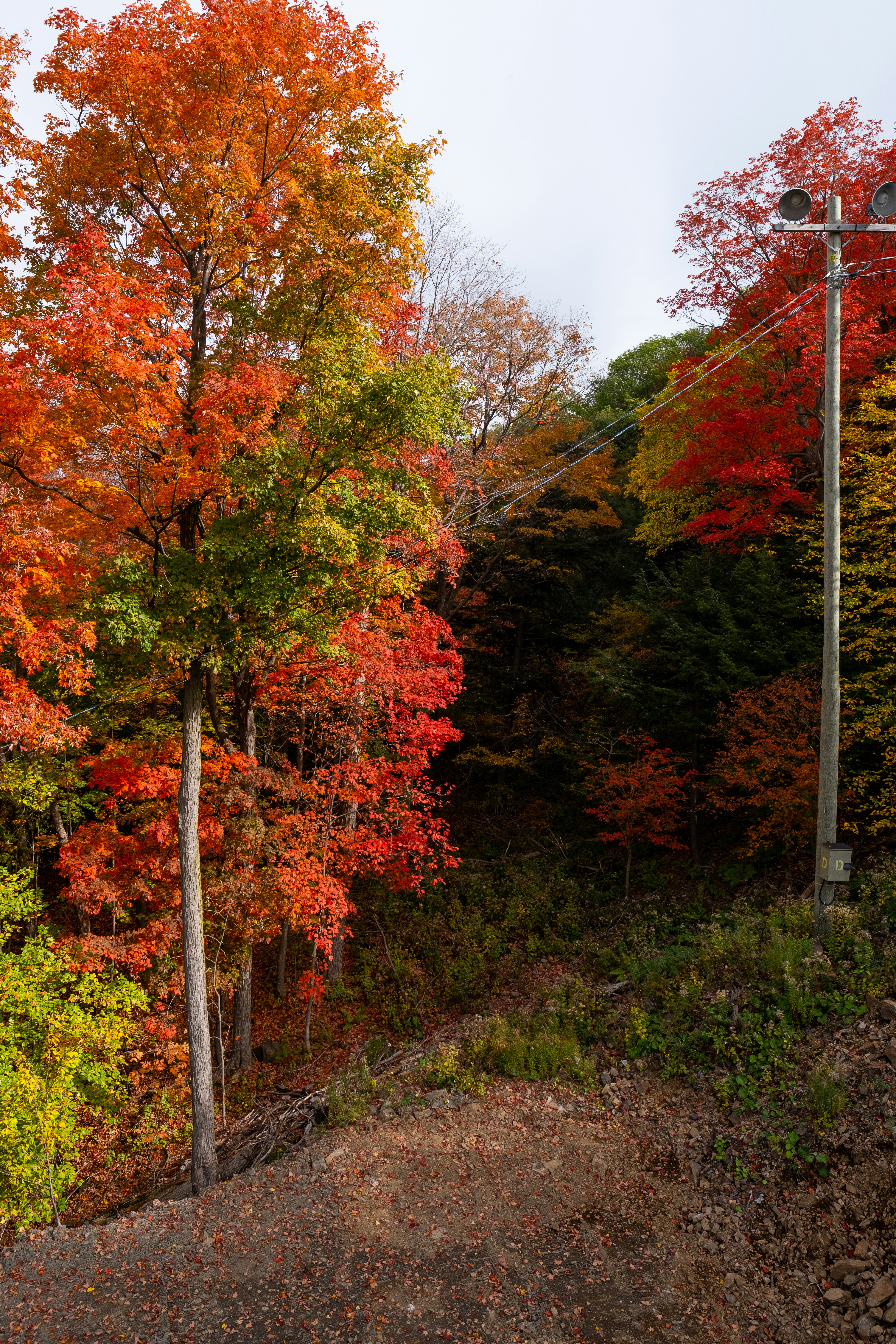 A forest filled with lots of colorful trees photo – Free Fall Image on ...