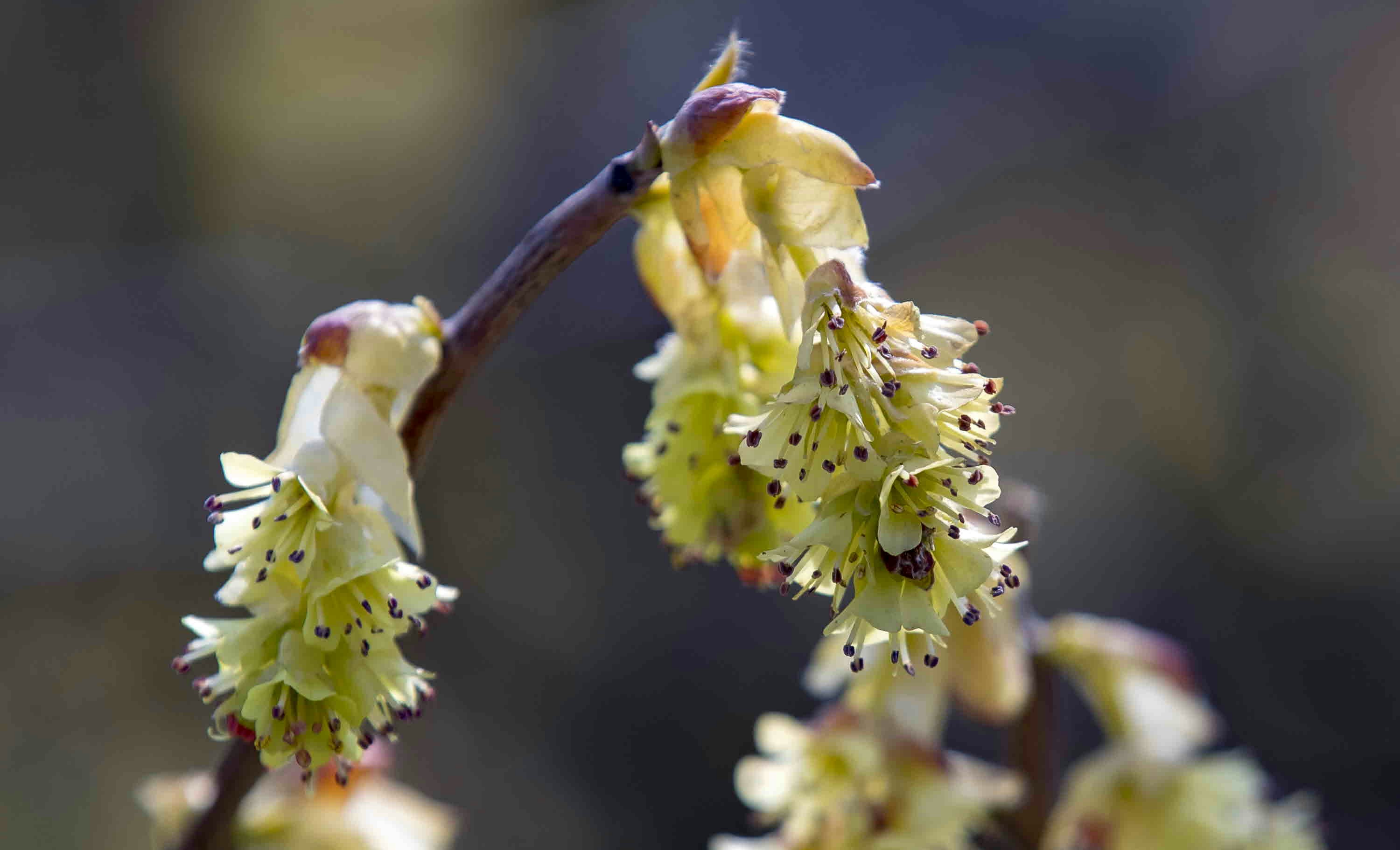 Close-up of pale yellow flowers with intricate dark speckles, showcasing the beauty of early spring blossoms.