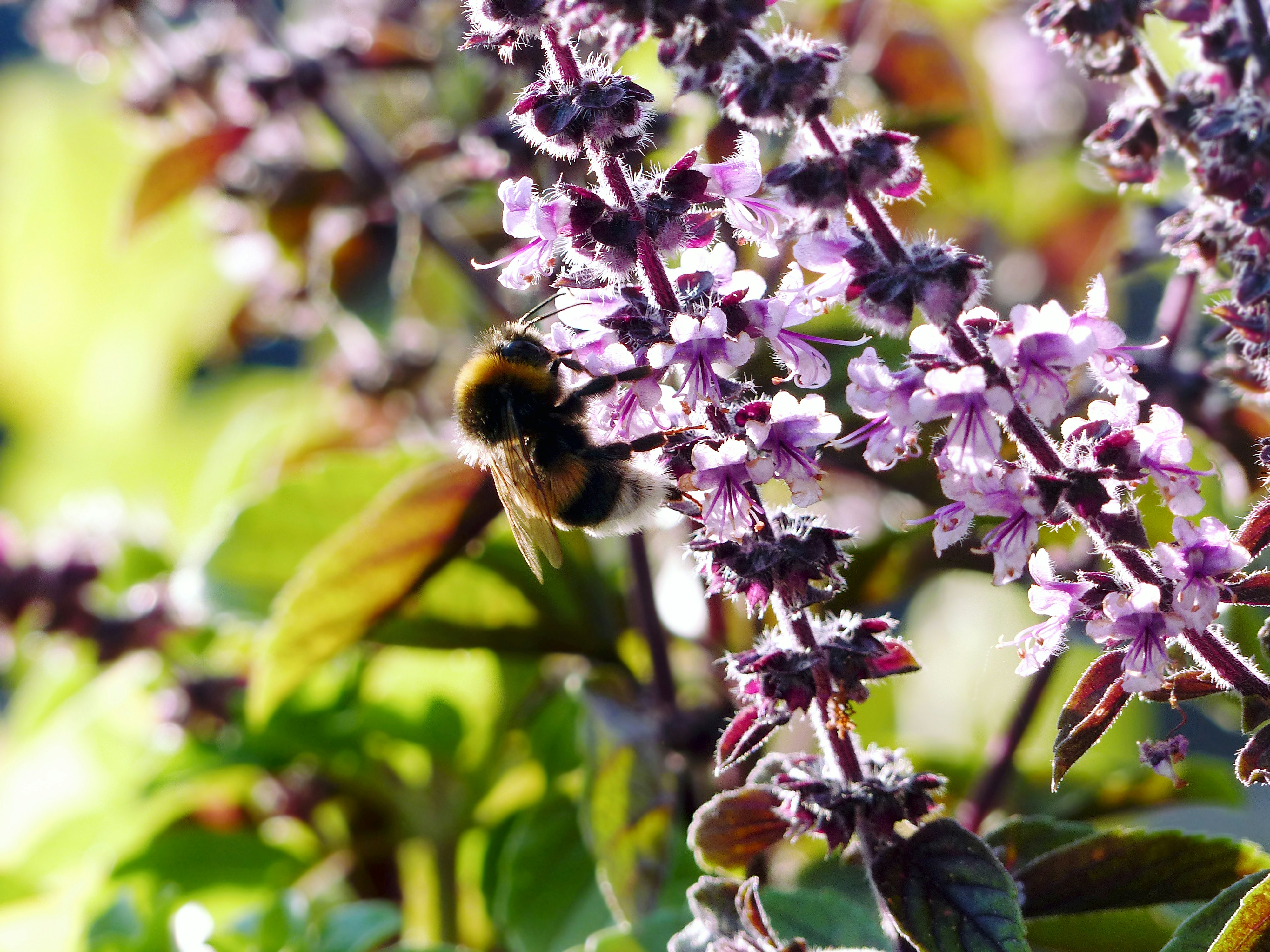 Beesong on Purple Aromas: A Bumble at Lavender’s Edge