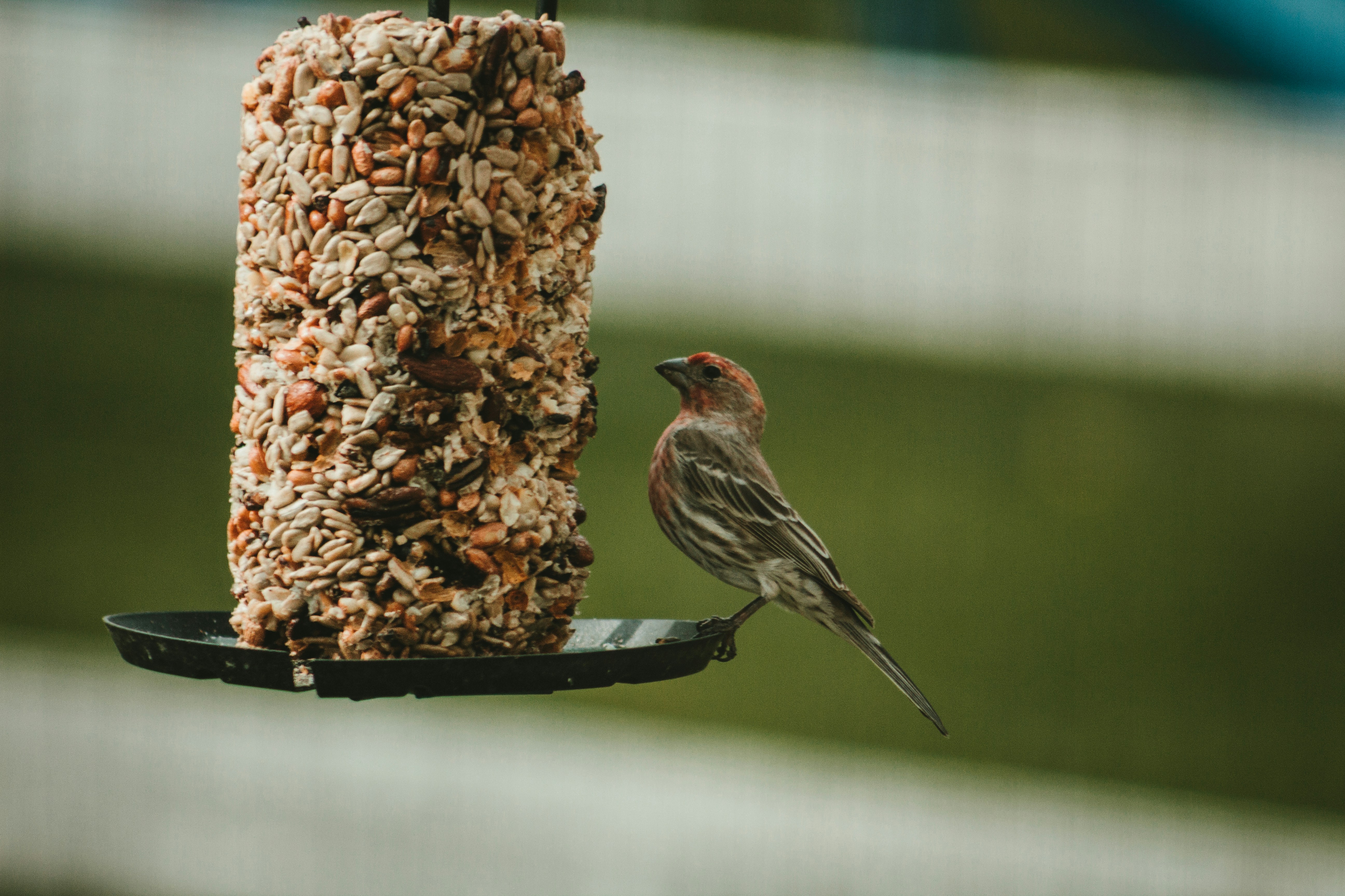 Perched Vigil by the Suet Feeder: A Tiny Songbird at the Seed Block