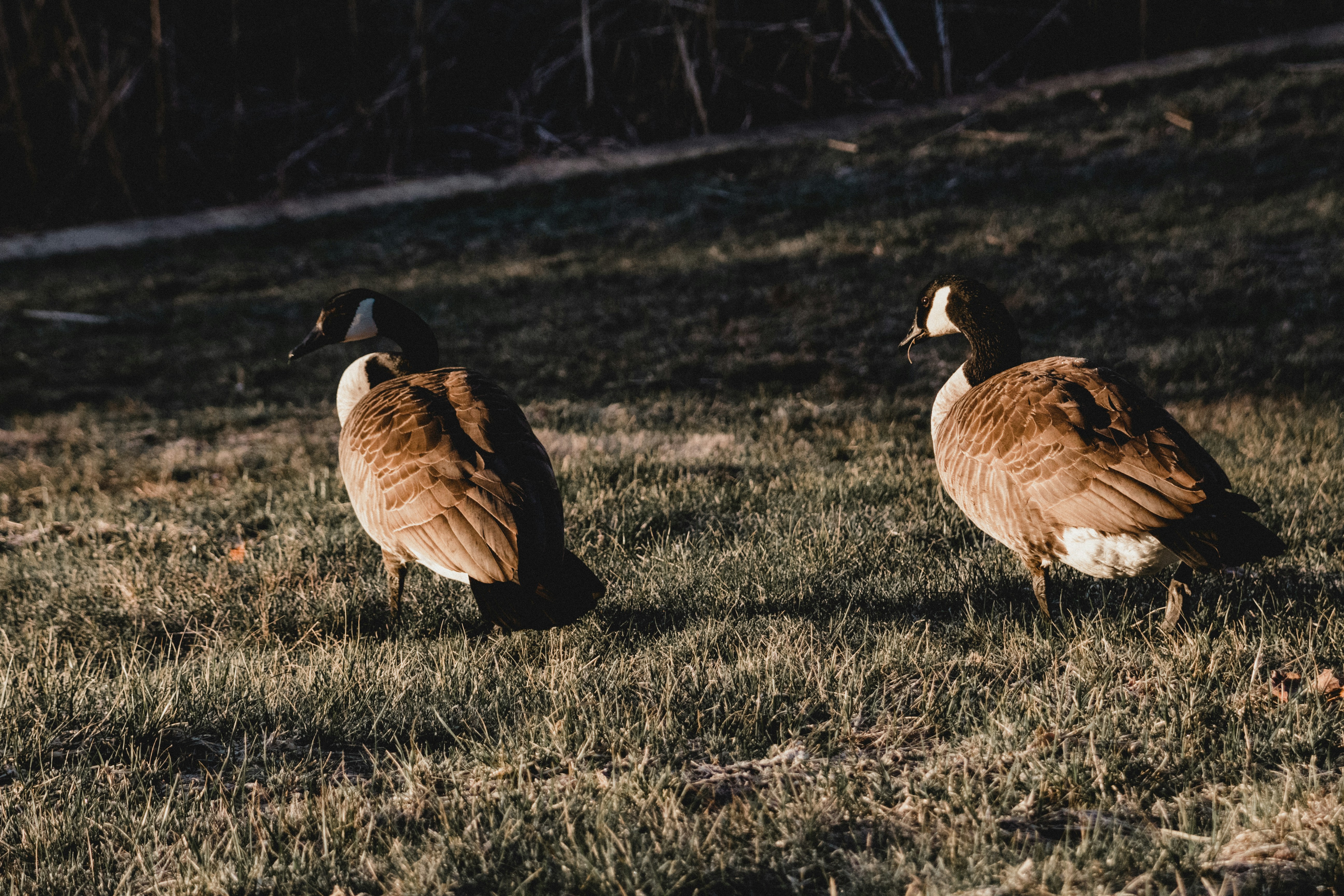 a couple of birds that are standing in the grass