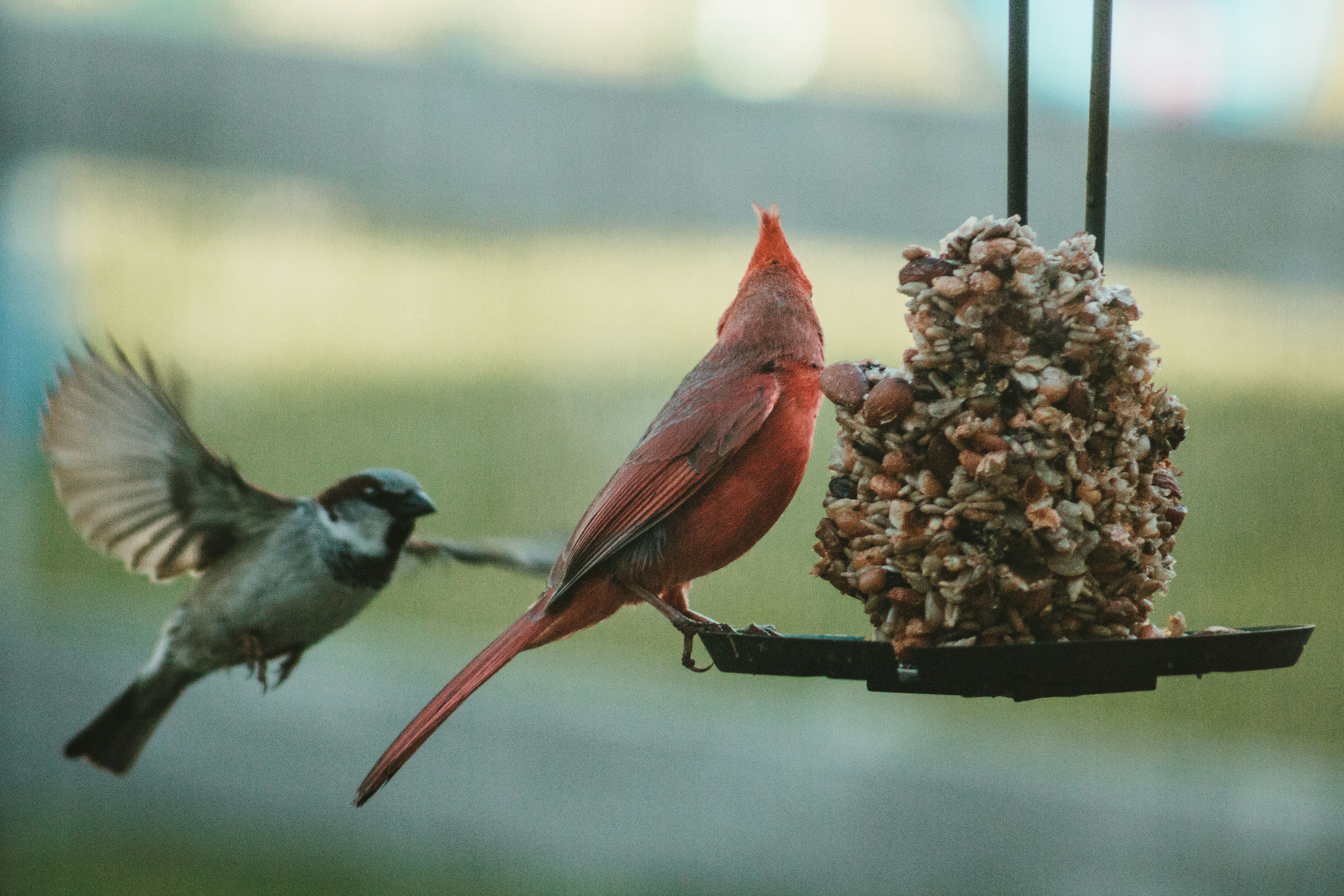 Crimson Cardinal at the Window Suet Feeder, with a Chickadee in Approach