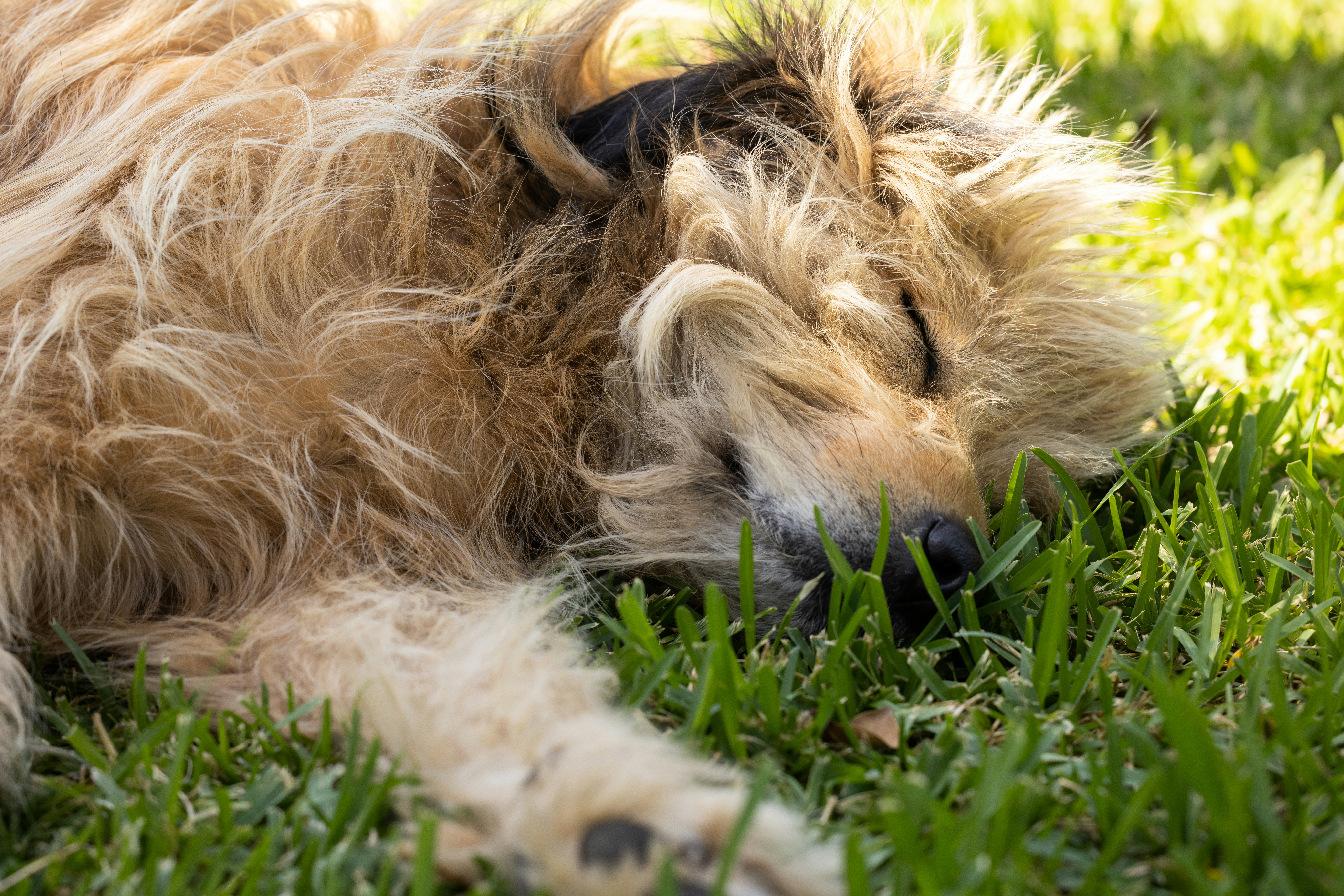 Golden Slumber on the Green: A Fluffy Pup Dozing in the Grass