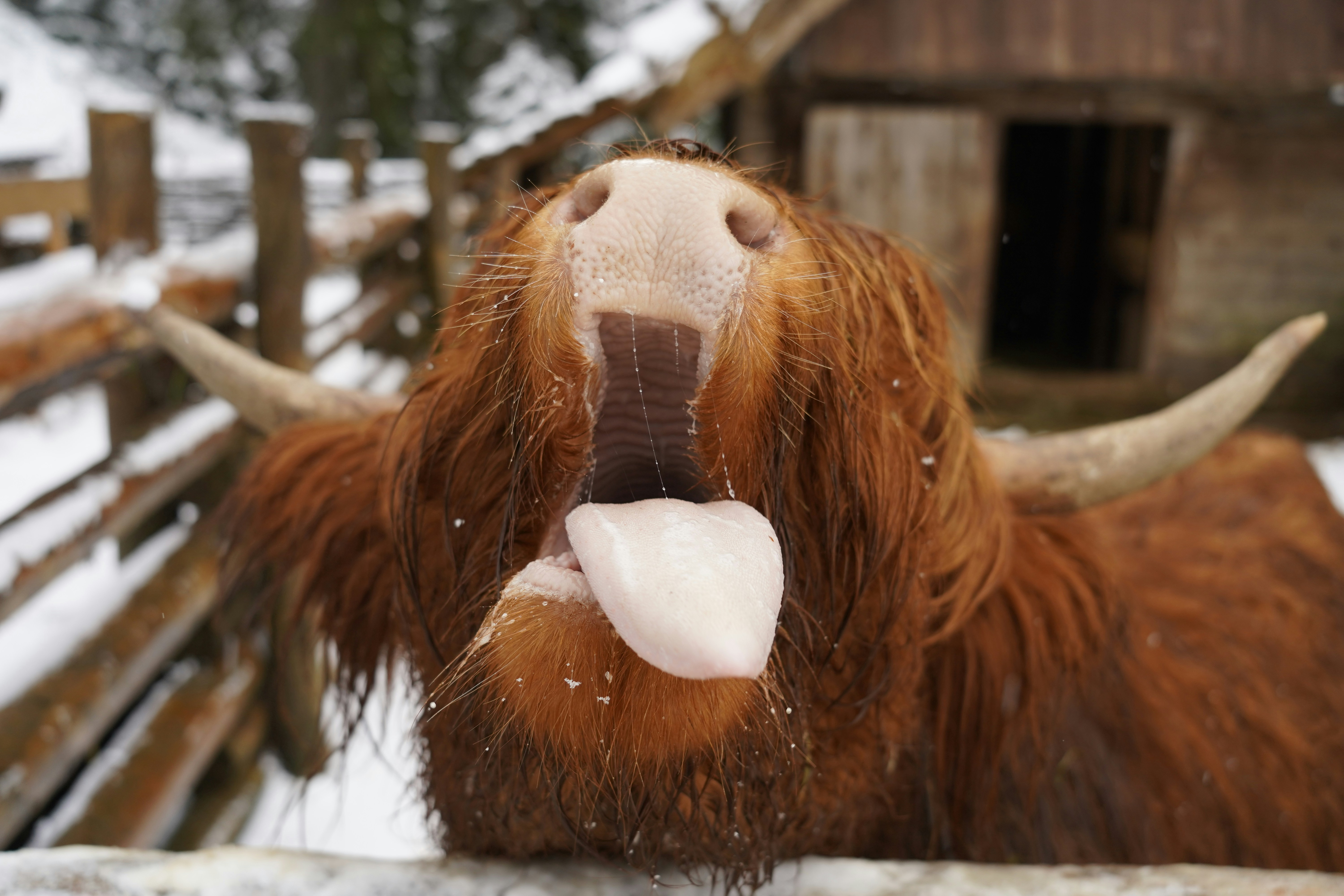 Tongue-First Glimpse: A Red Highland Cow Close to the Lens on a Snowy Farm