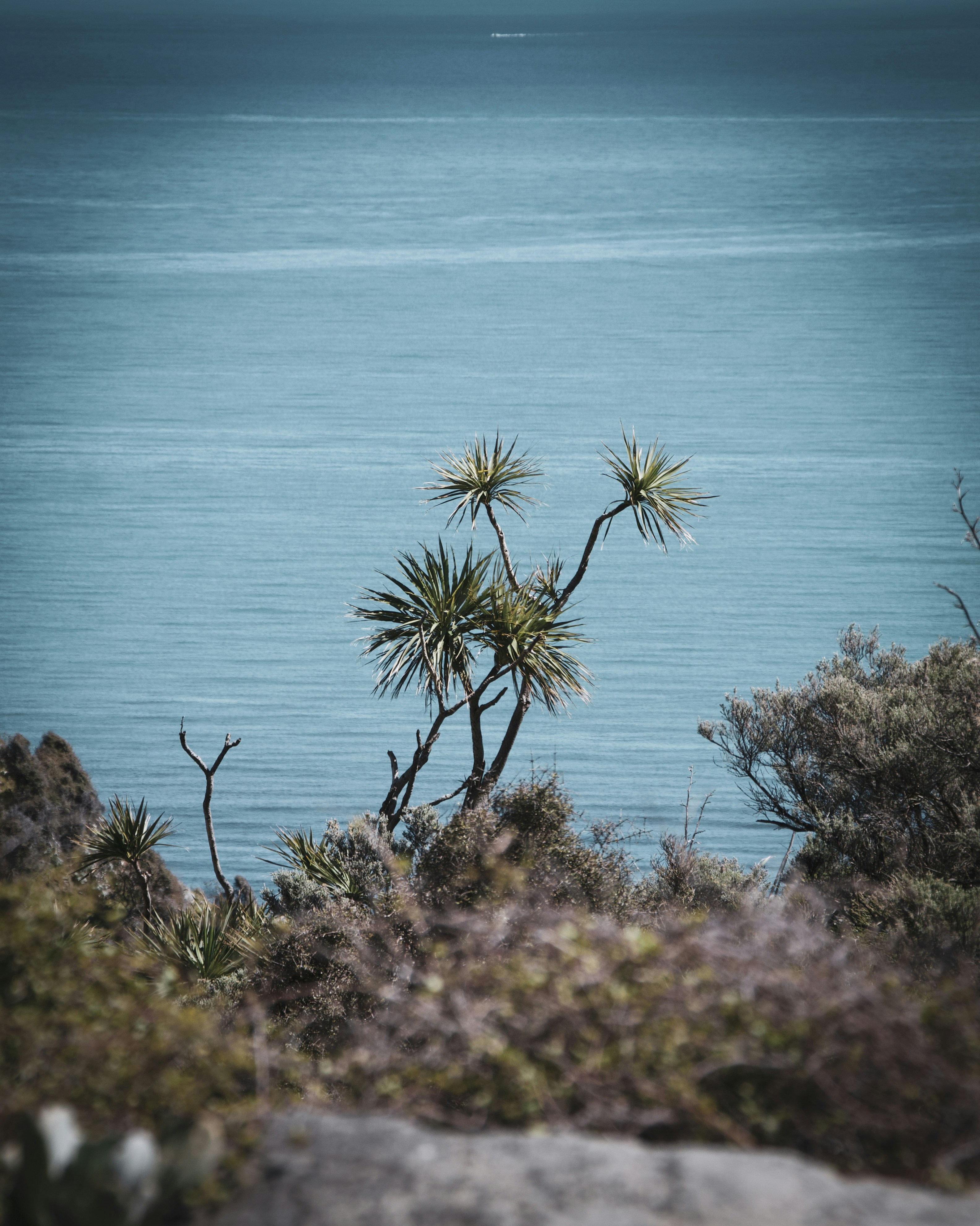 Lone palm-like plants stand against the backdrop of a tranquil ocean, with soft waves reflecting a serene blue hue.