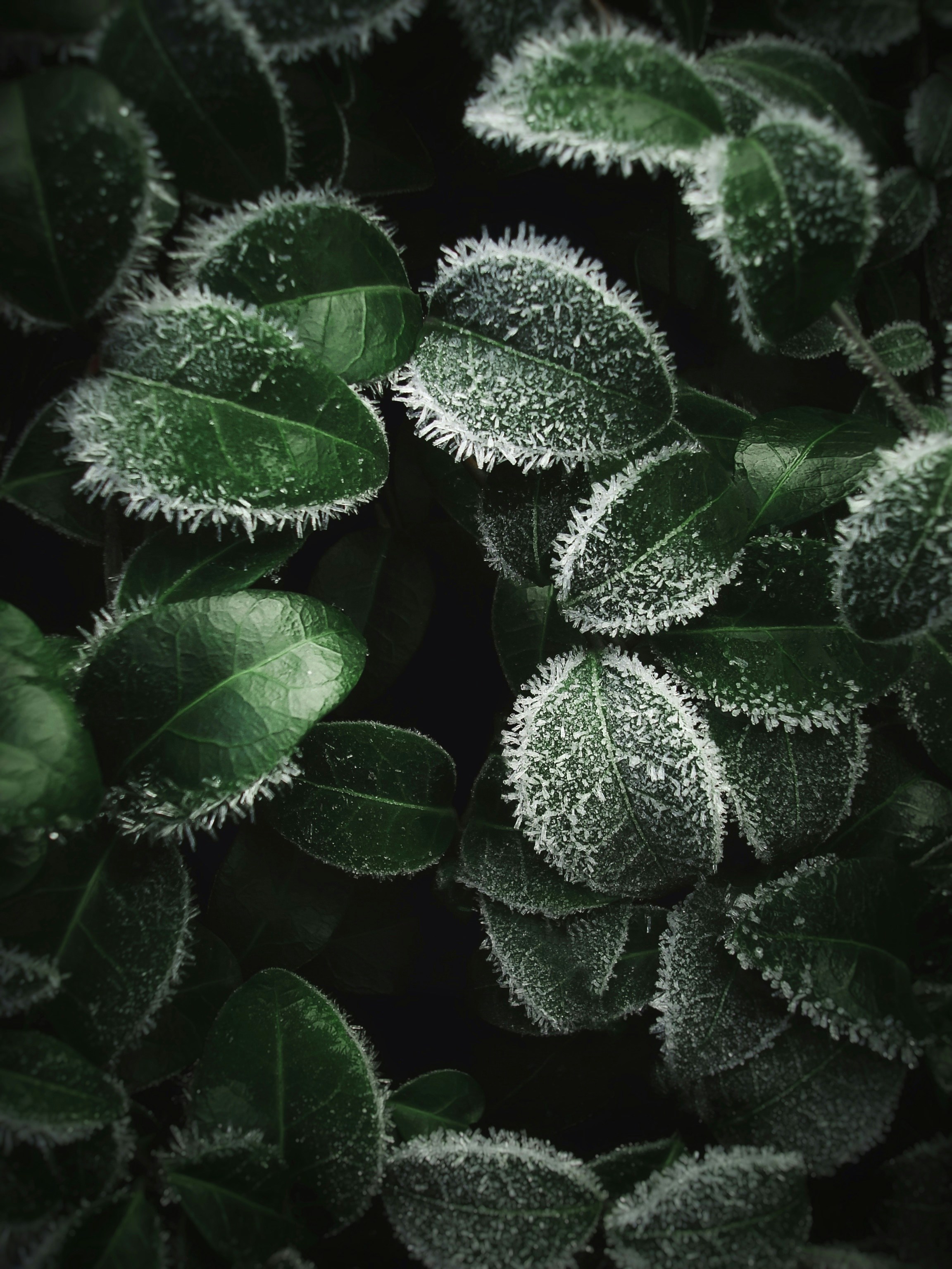 Close-up photograph of frost-adorned green leaves, highlighting delicate ice crystals along leaf edges.