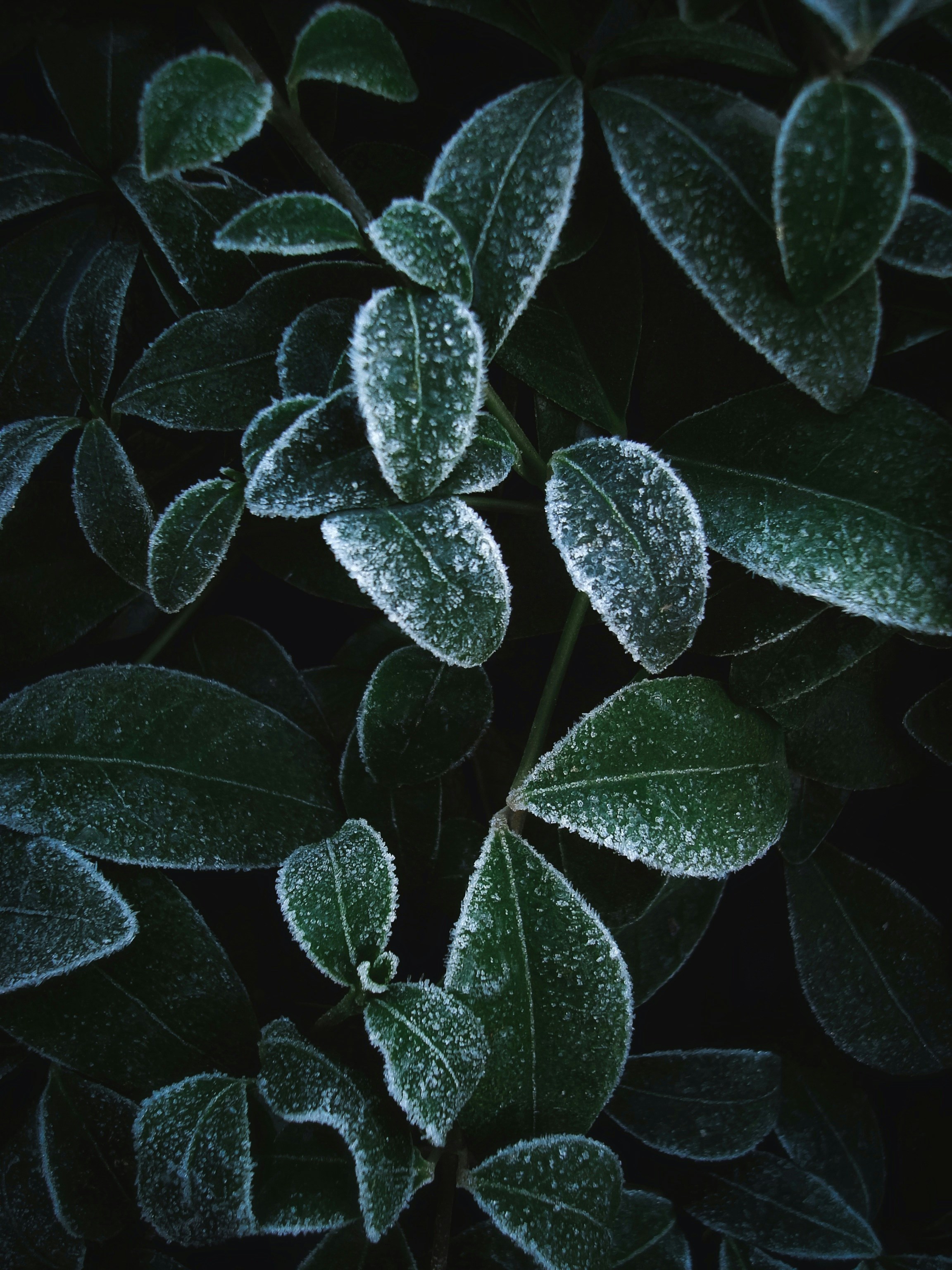 Frost-covered leaves create a delicate pattern against a dark backdrop, showcasing the beauty of winter's touch.
