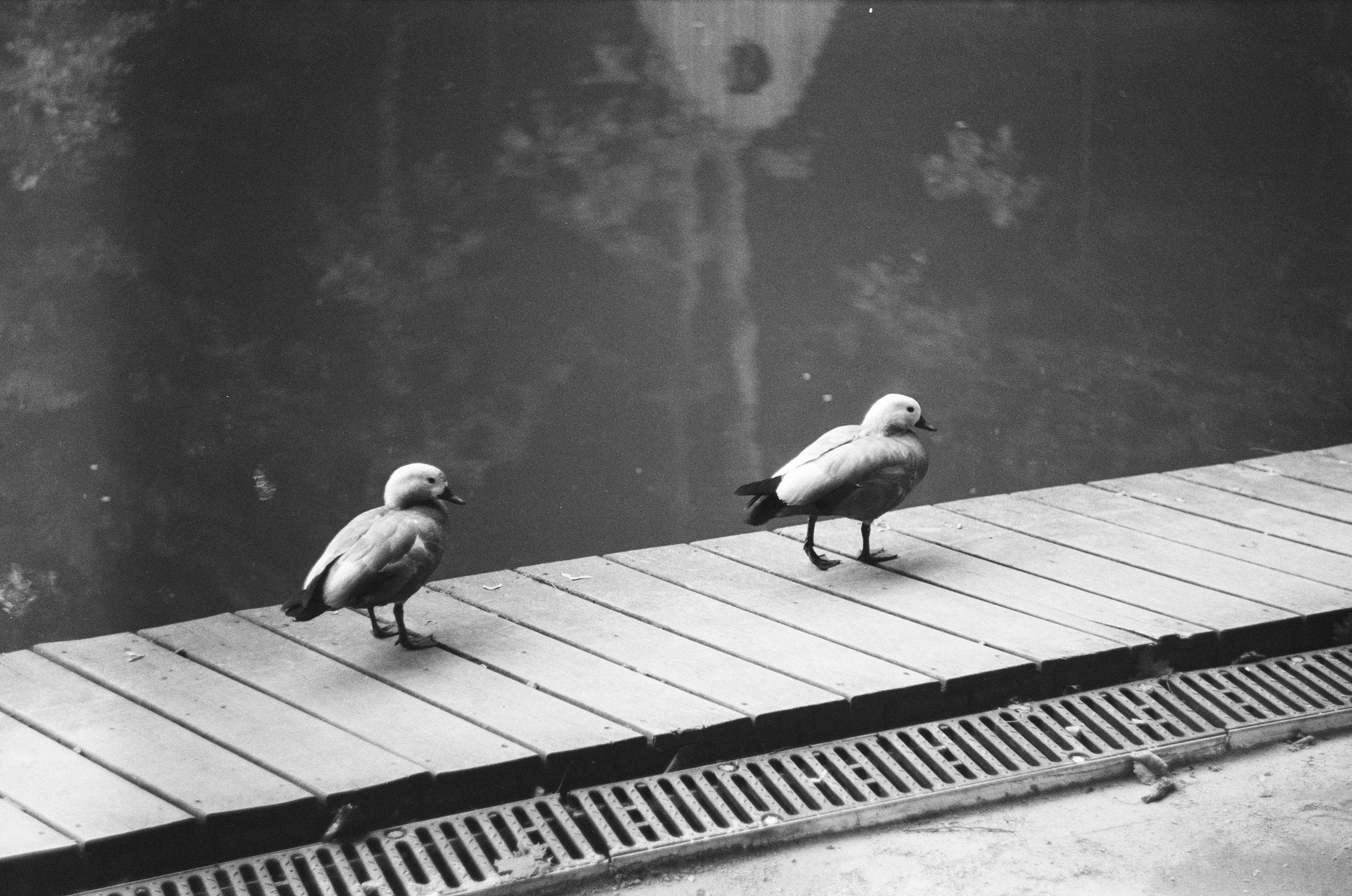 two birds are standing on a dock by a body of water