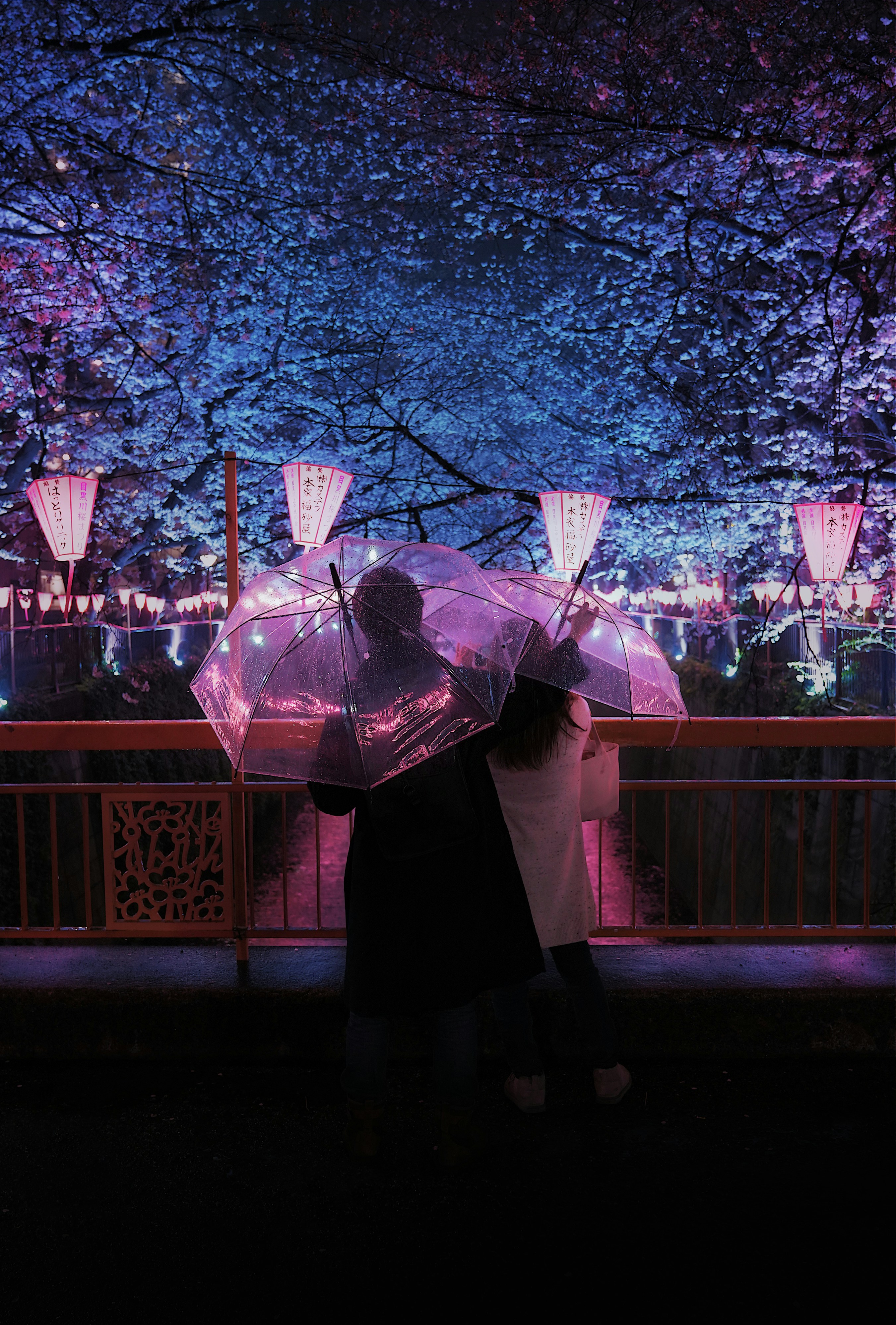 Under Neon Sakura: Lantern-Lit Night Bloom with Transparent Umbrellas