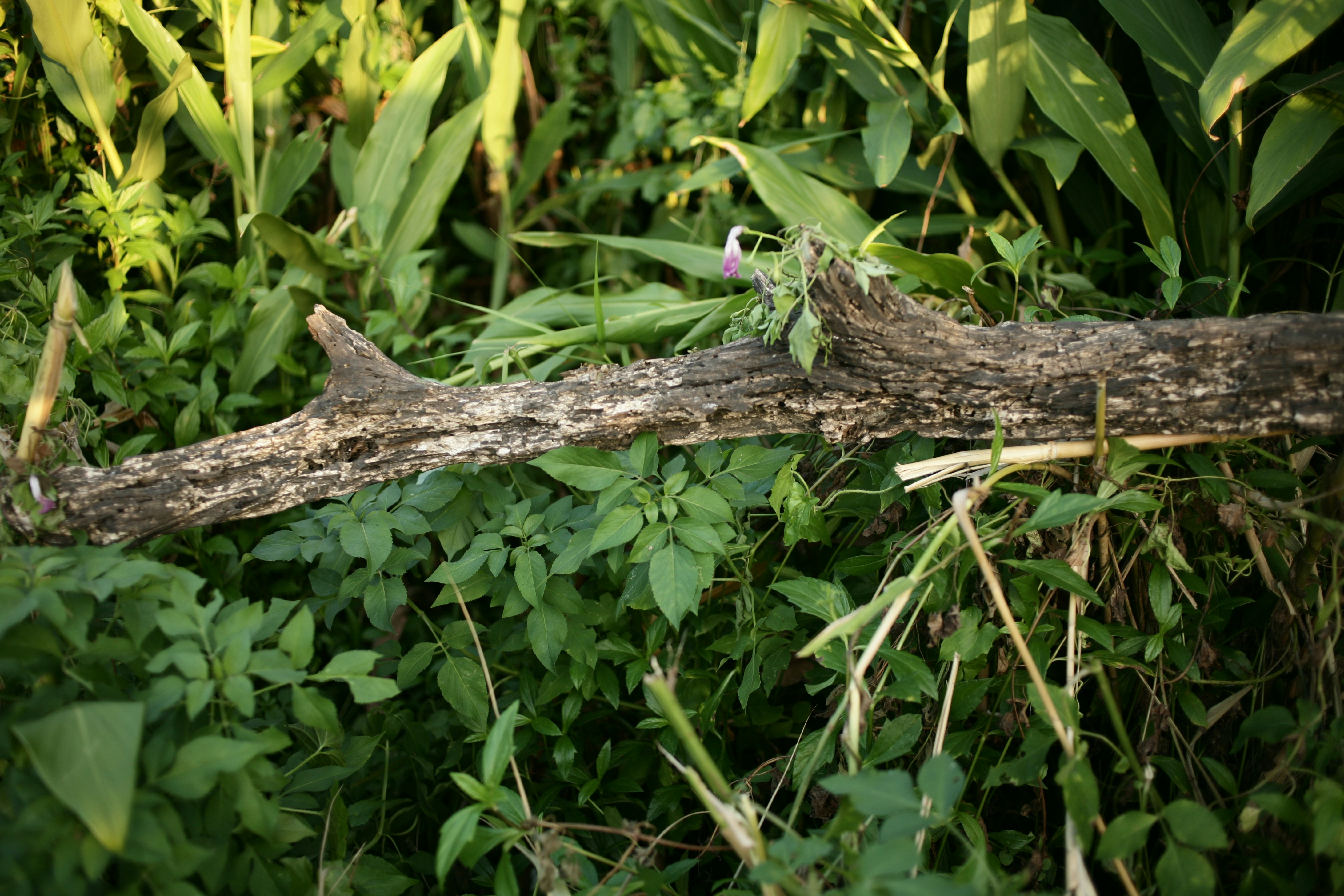 A weathered log rests amidst lush green foliage, showcasing the interplay of natural textures and colors. The scene highlights the tranquility of a verdant environment.
