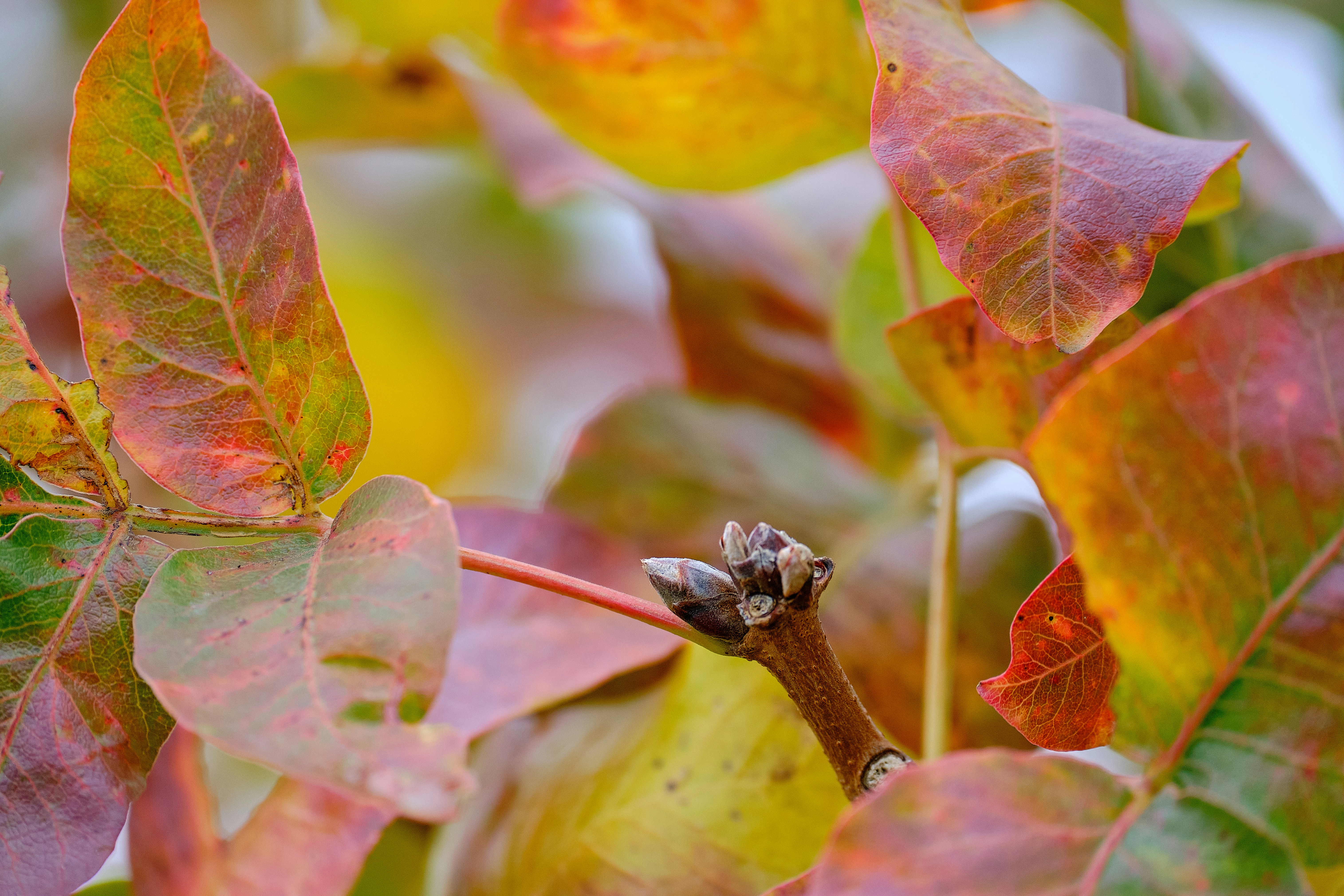 Close-up of a plant bud surrounded by colorful autumn leaves, highlighting subtle textures and transitions in color. The shot focuses on natural foliage details and plant life.