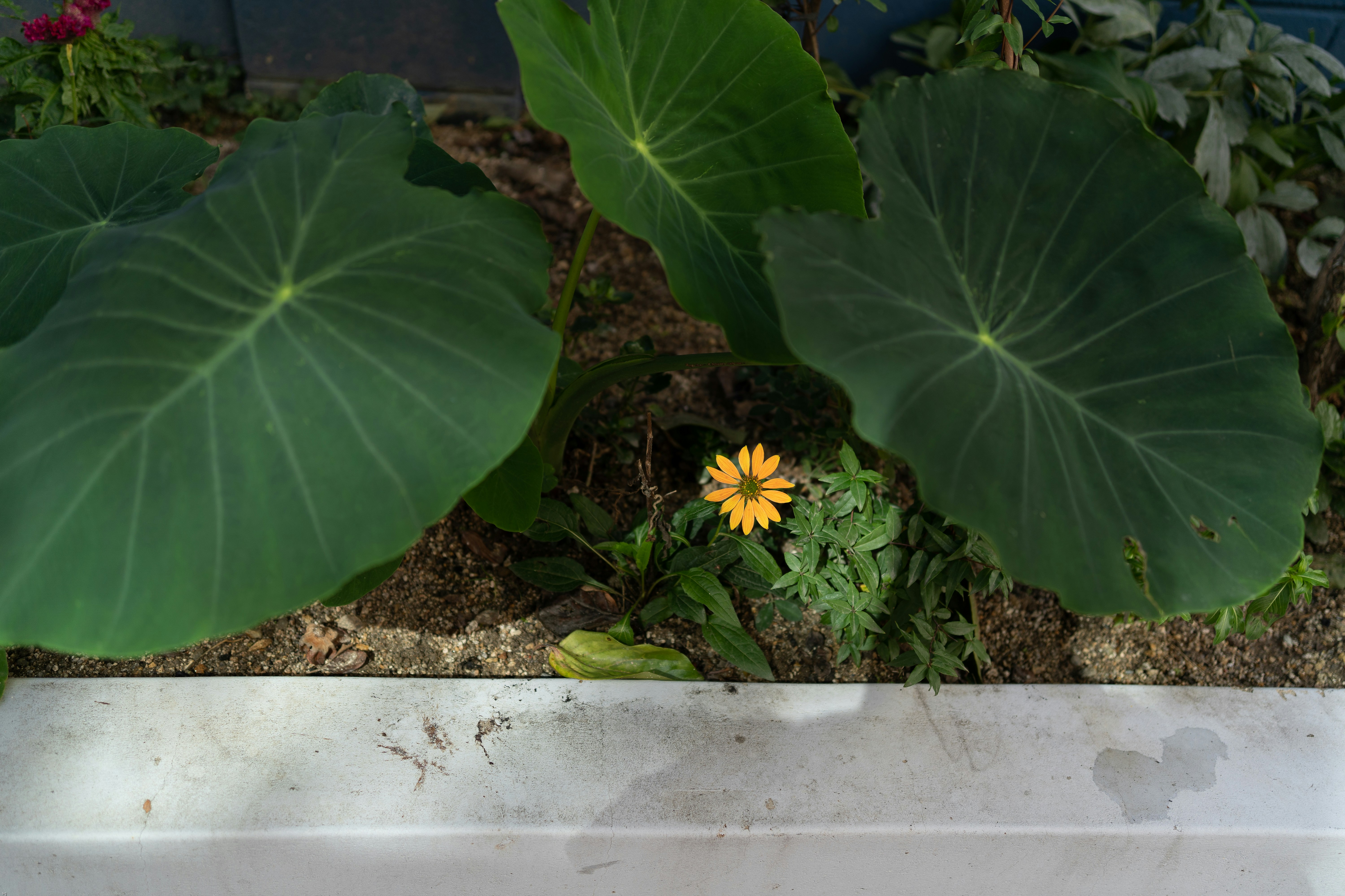 Solitary Orange Bloom Between Giant Green Leaves by a Concrete Border
