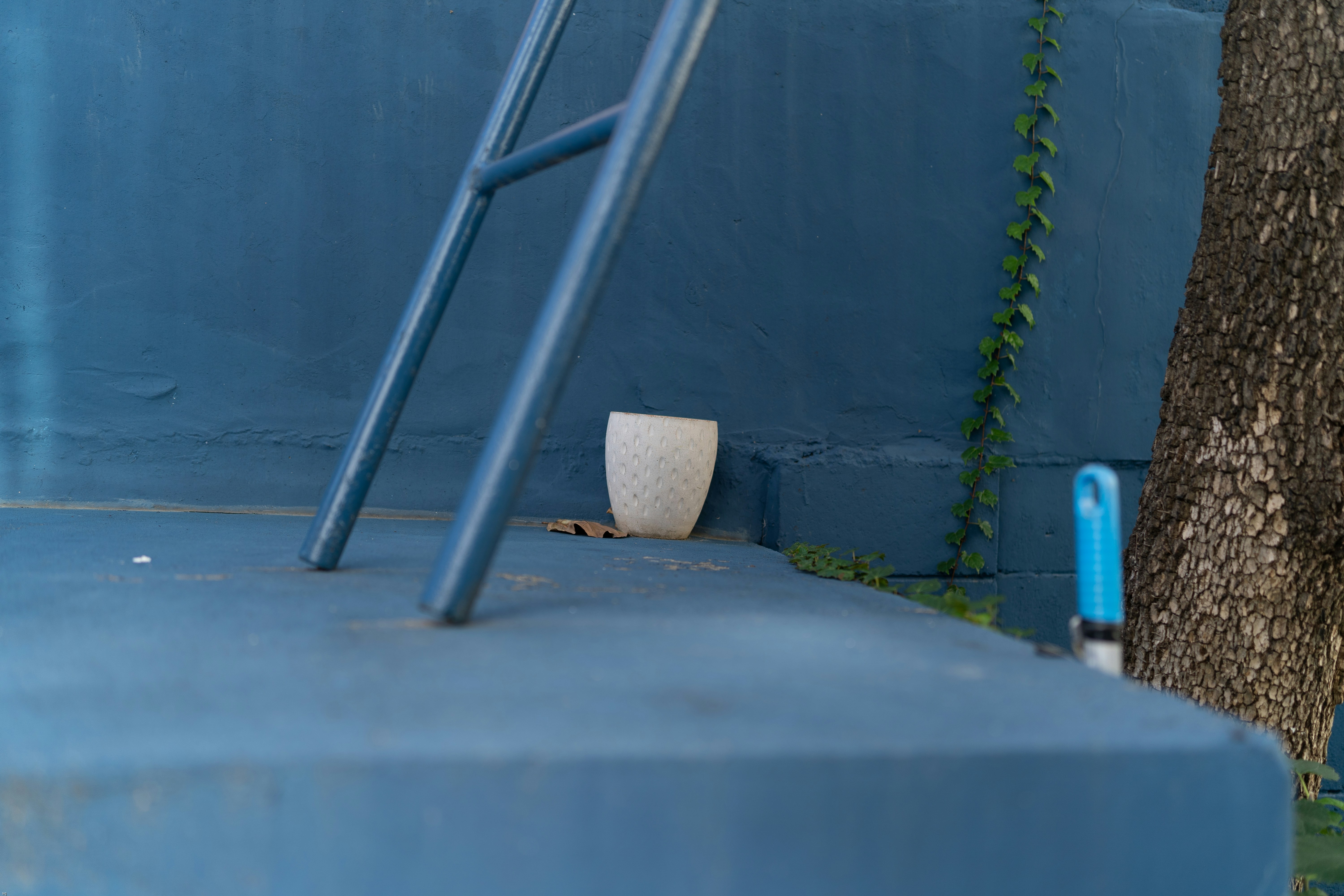 A blue wall with a ladder, a white pot nestled beside a tree, and creeping vines creating a tranquil outdoor scene.