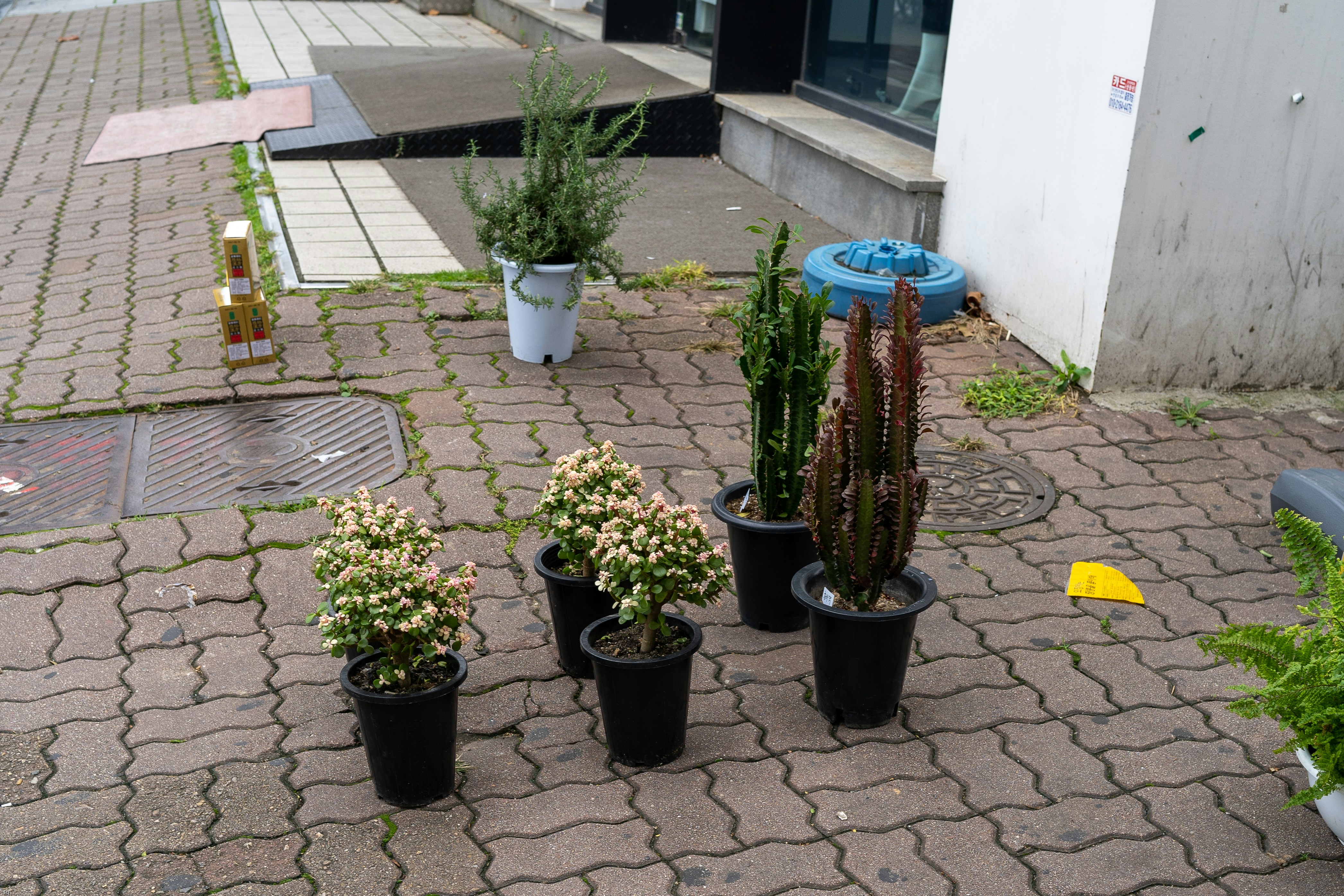Potted plants arranged on a cobblestone sidewalk, showcasing a blend of textures and colors in an urban setting.