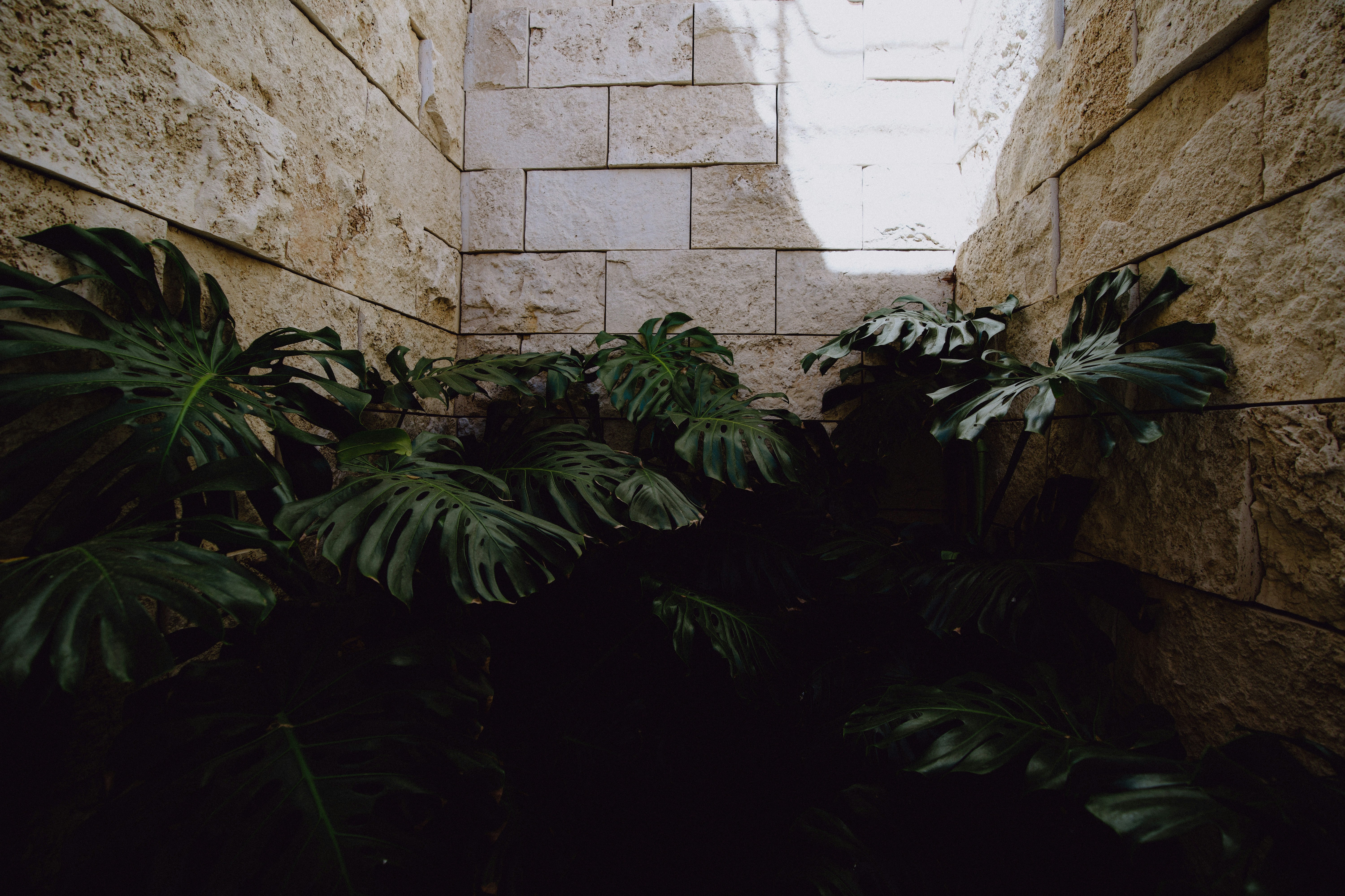 Lush monstera leaves envelop a narrow stone corridor, illuminated by soft light filtering from above.
