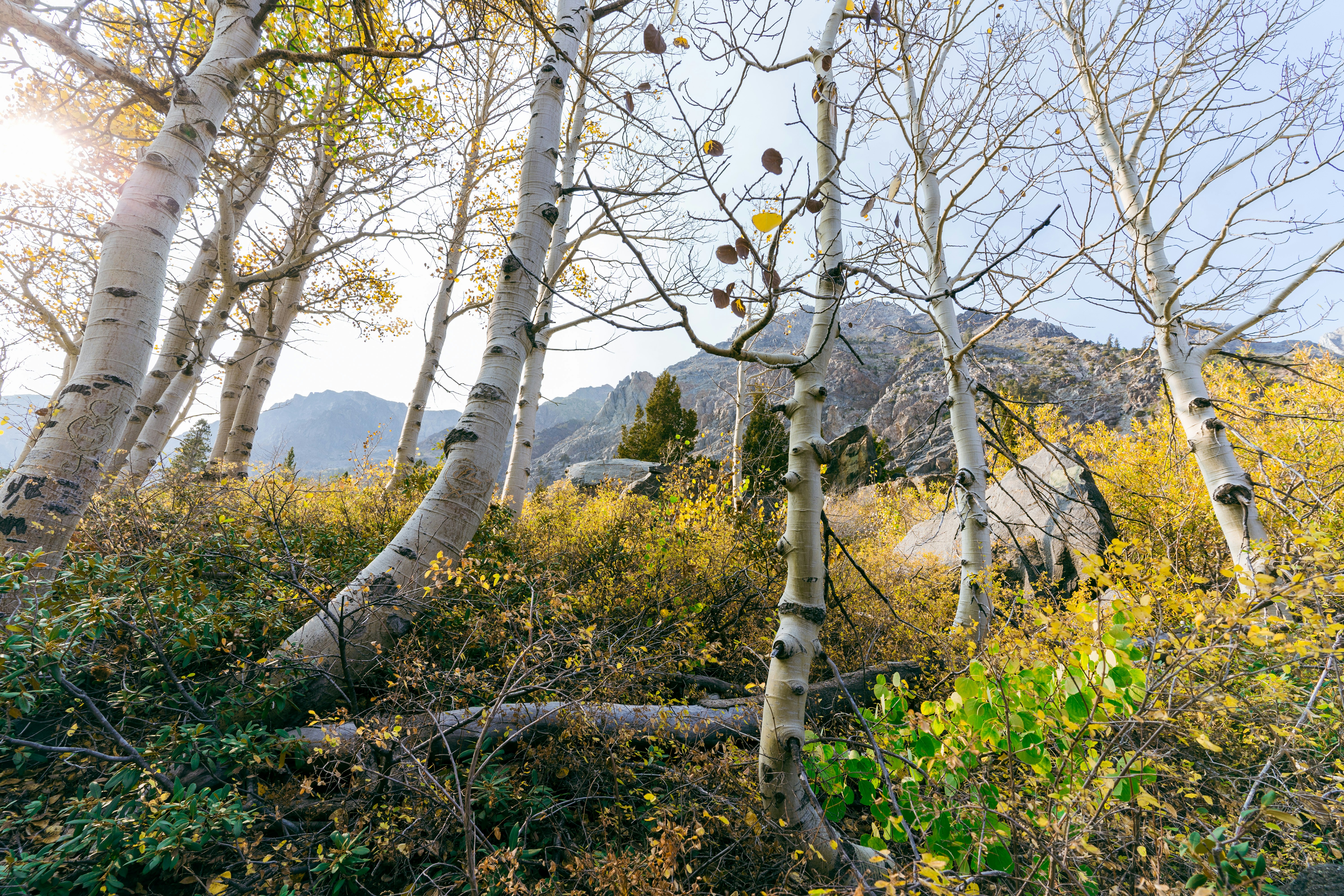 Aspen trees stand tall amidst vibrant fall foliage, with distant mountains in soft focus. The scene evokes a serene connection to nature.