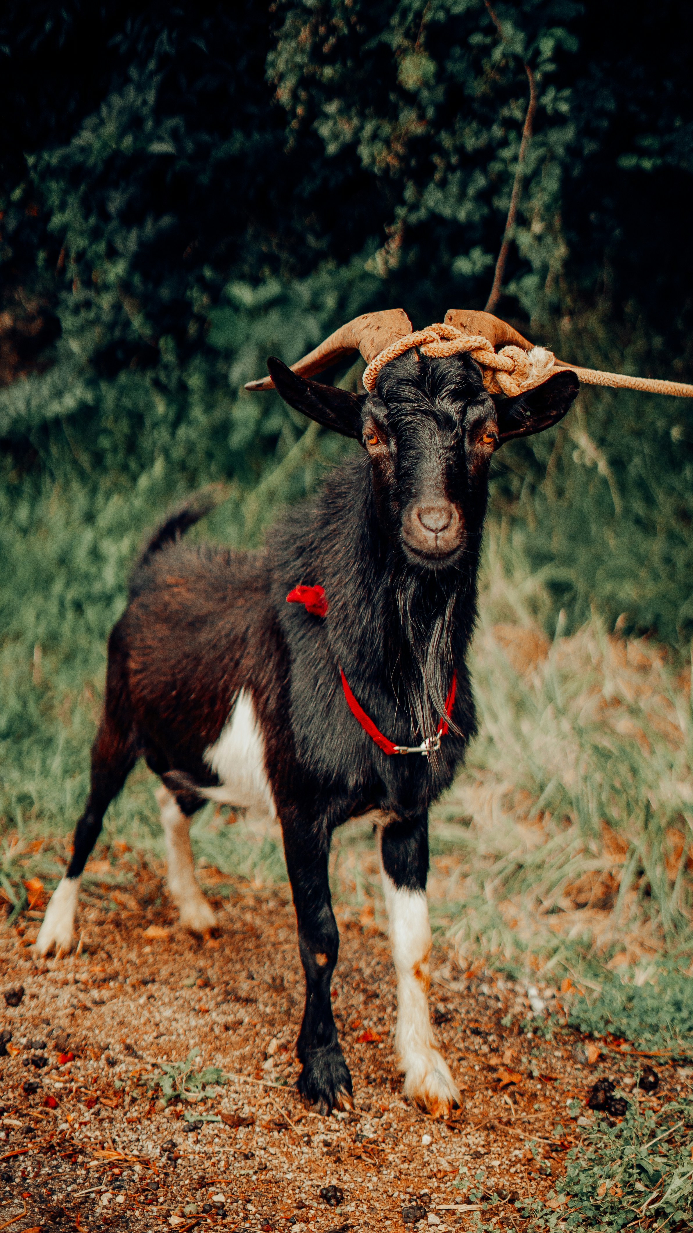 a small goat with a hat on its head