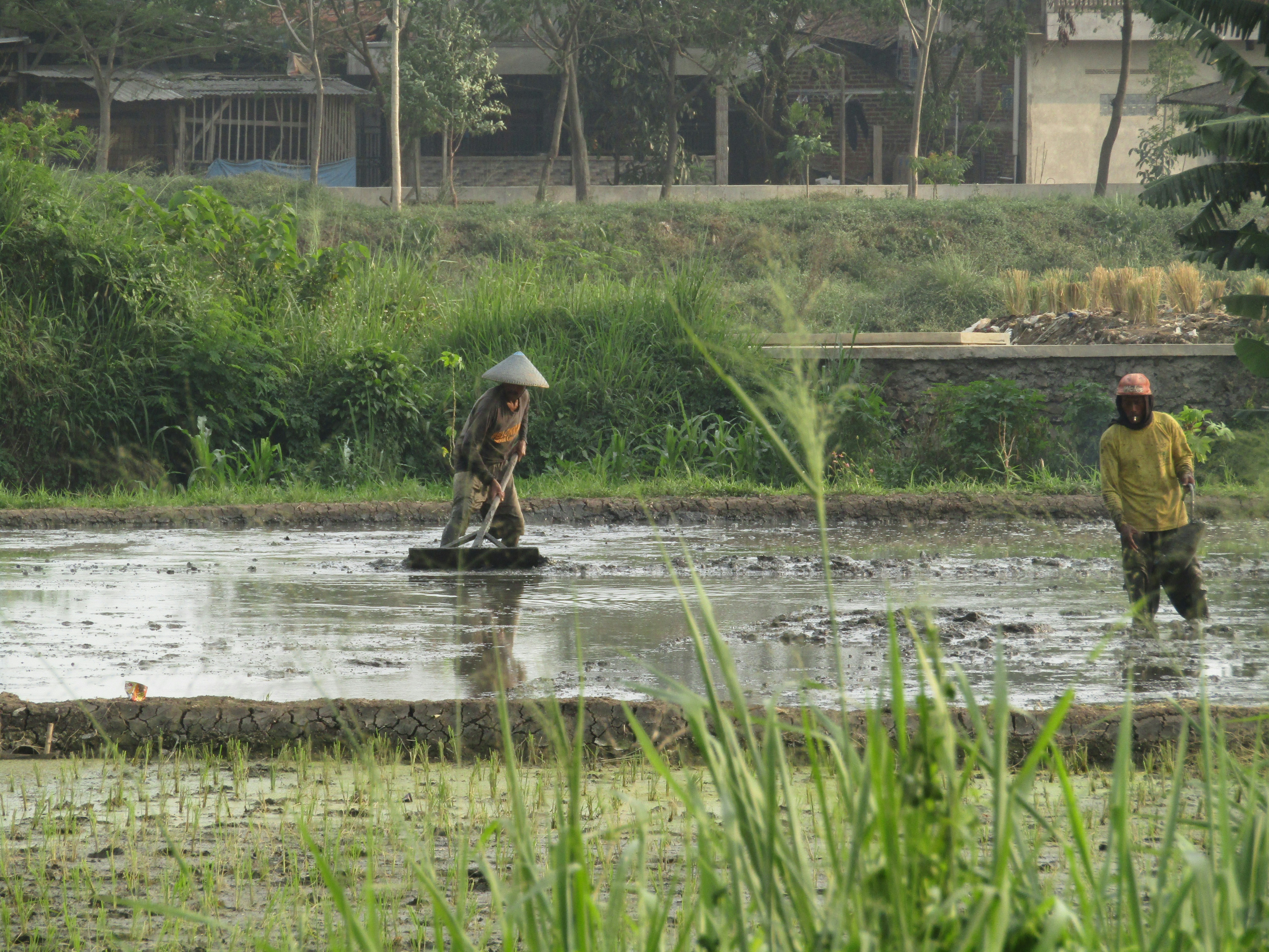 Conical-Hat Worker Wading Through a Quiet Rice Paddy