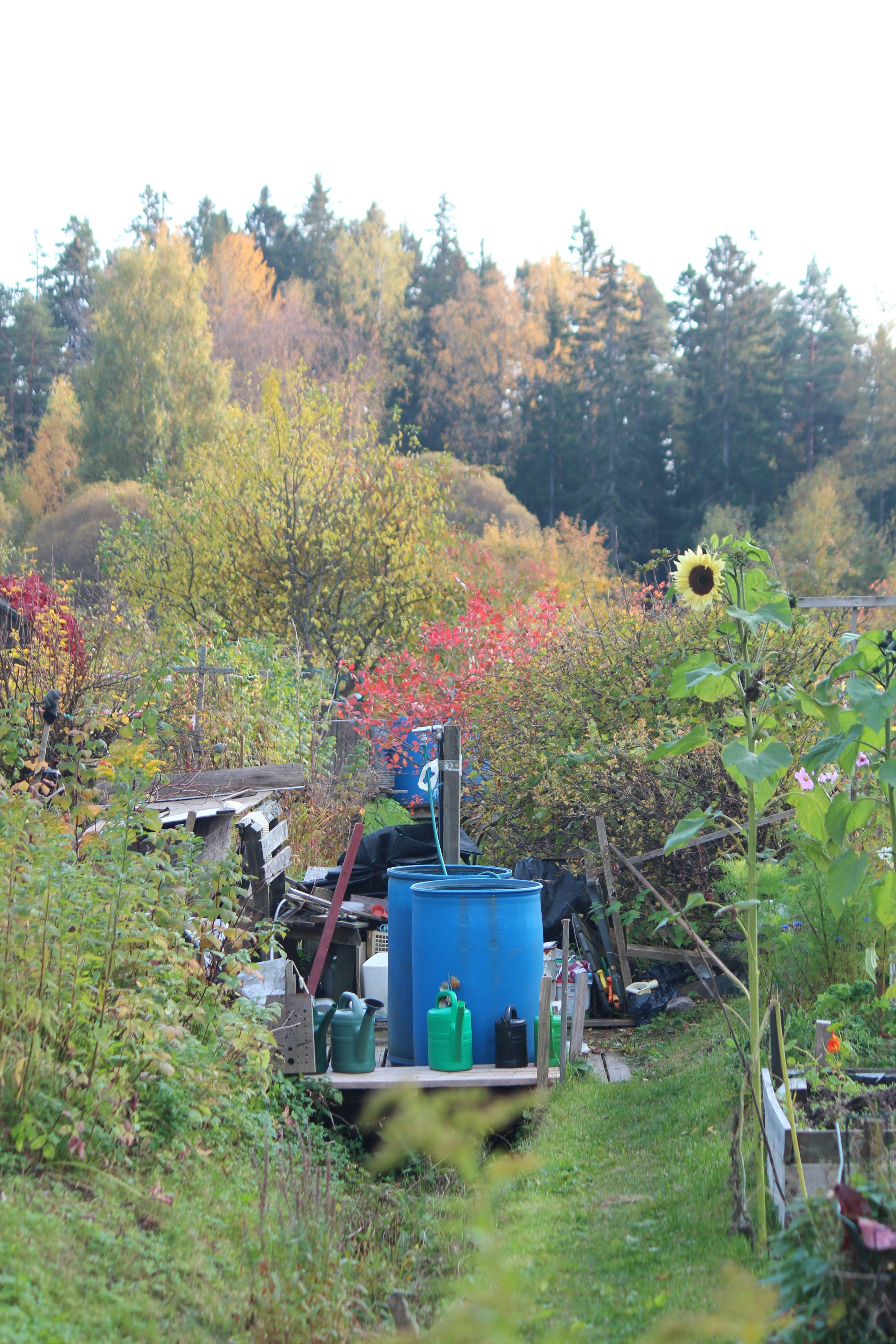 Vibrant garden scene showcasing autumn foliage with a blue water barrel surrounded by colorful plants and tools. Sunflower stands tall amidst the greenery.