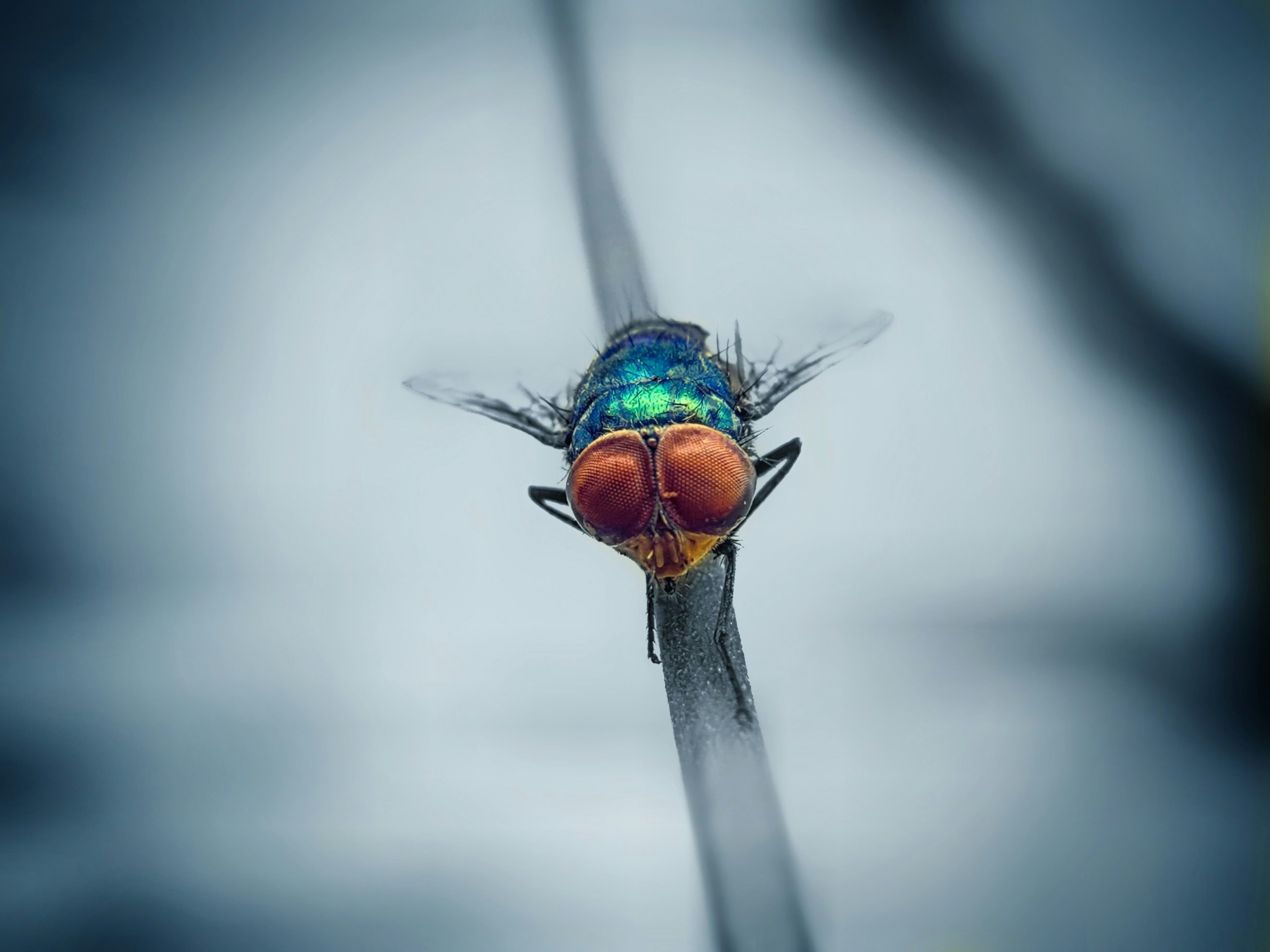 A colorful fly sitting on top of a blade photo – Free Nature images ...