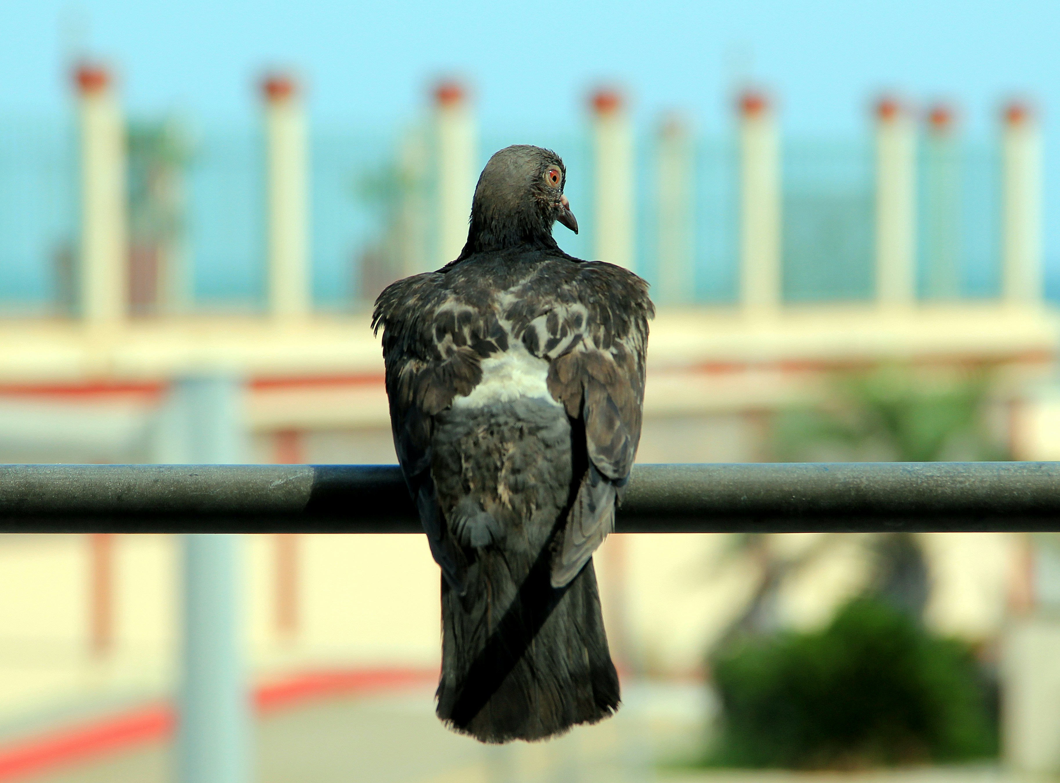 A pigeon perched on a railing, gazing into the distance, with a blurred urban backdrop highlighting its presence.