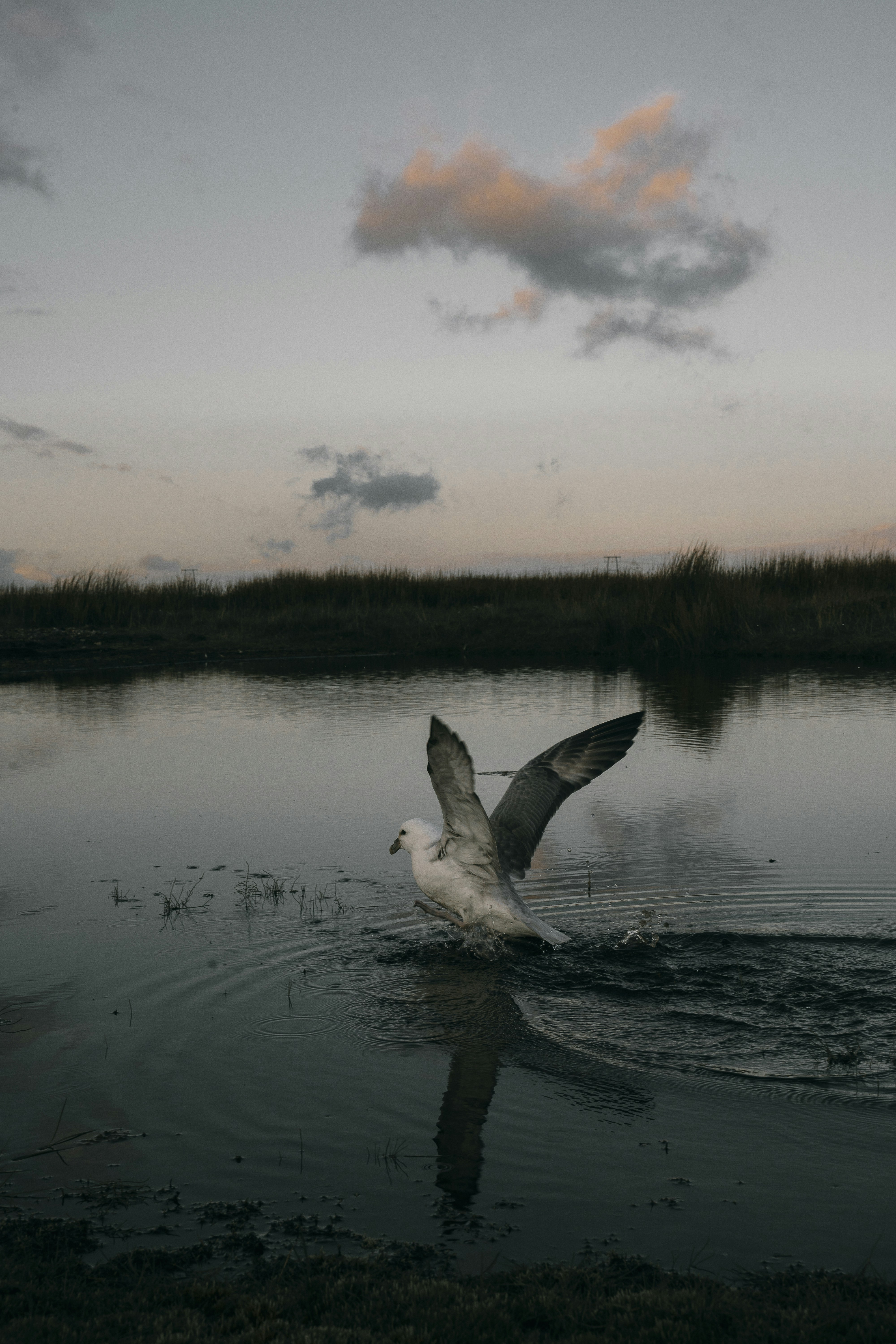 Wingbeat at Dusk: A Gull Skims the Quiet Lake