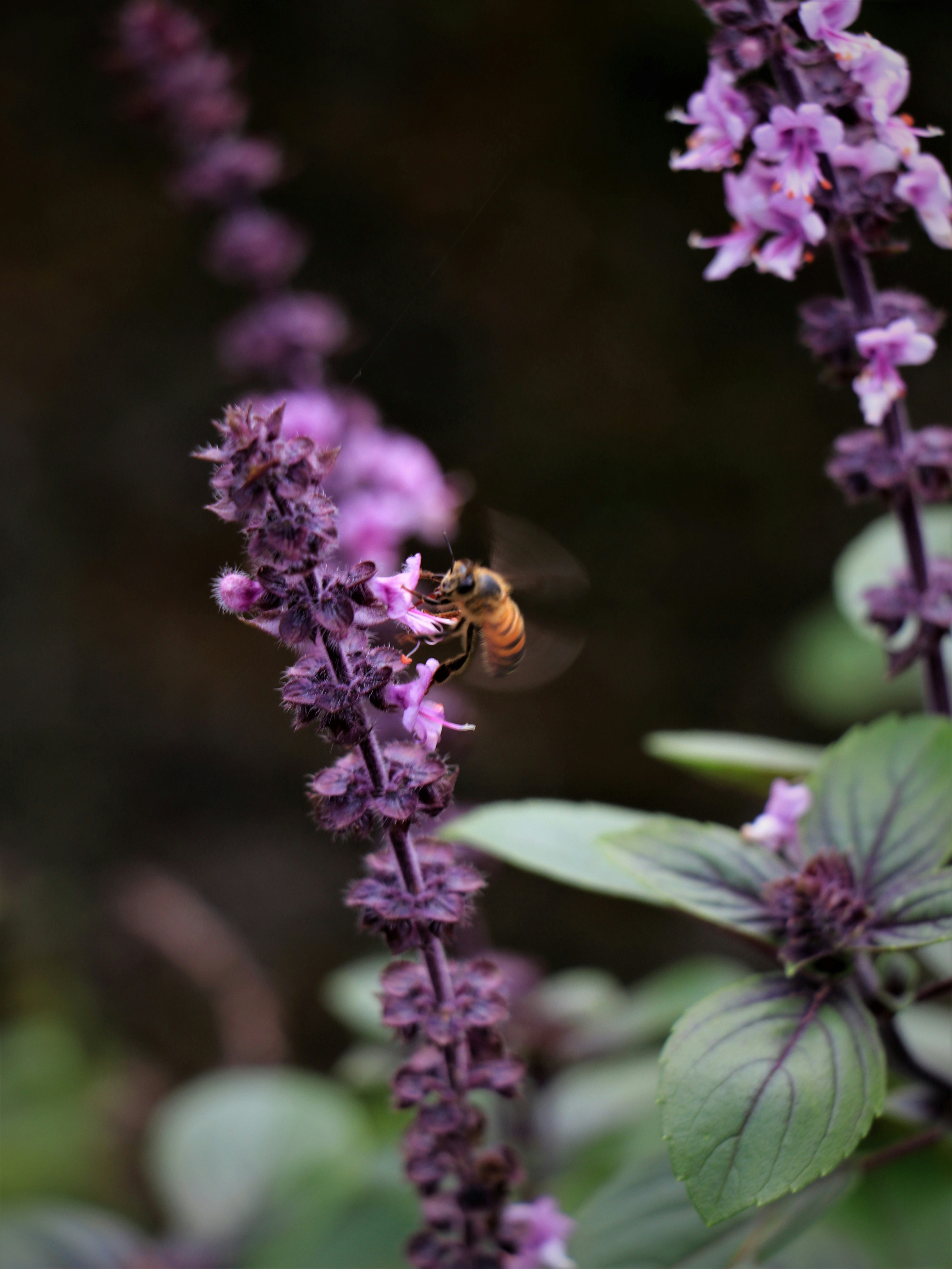 Beeline Through Lavender Spires: A Bee in Mid-Flight
