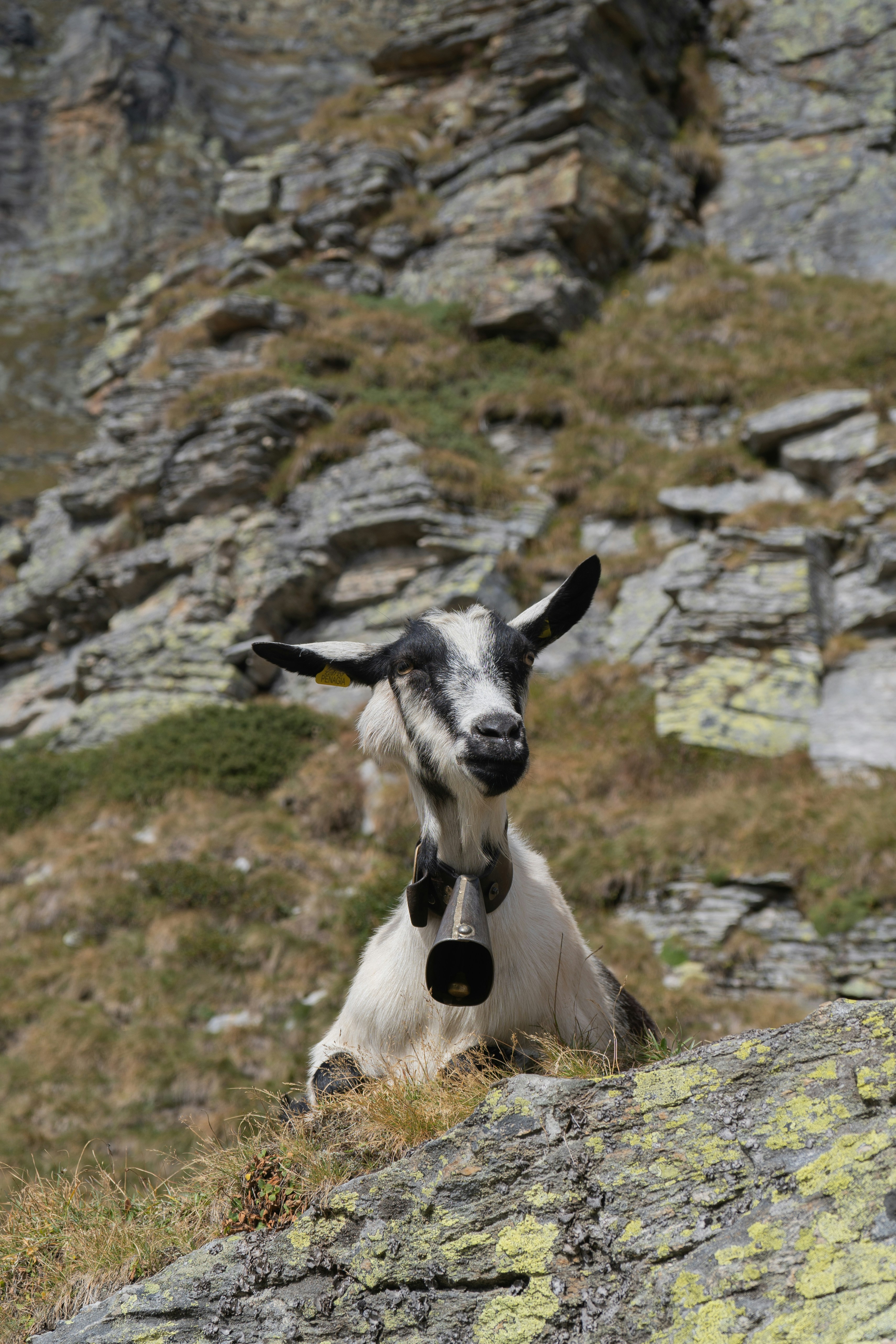 a goat laying on a rock in the mountains