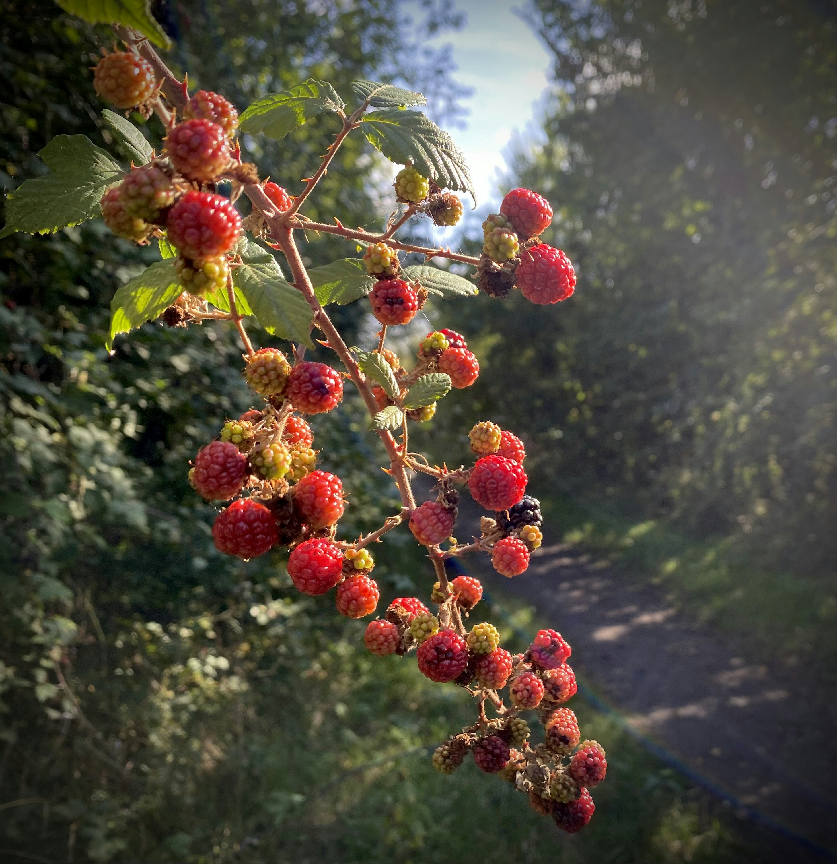A vibrant cluster of ripe and unripe blackberries hanging from a branch, set against a blurred background of a forest path.
