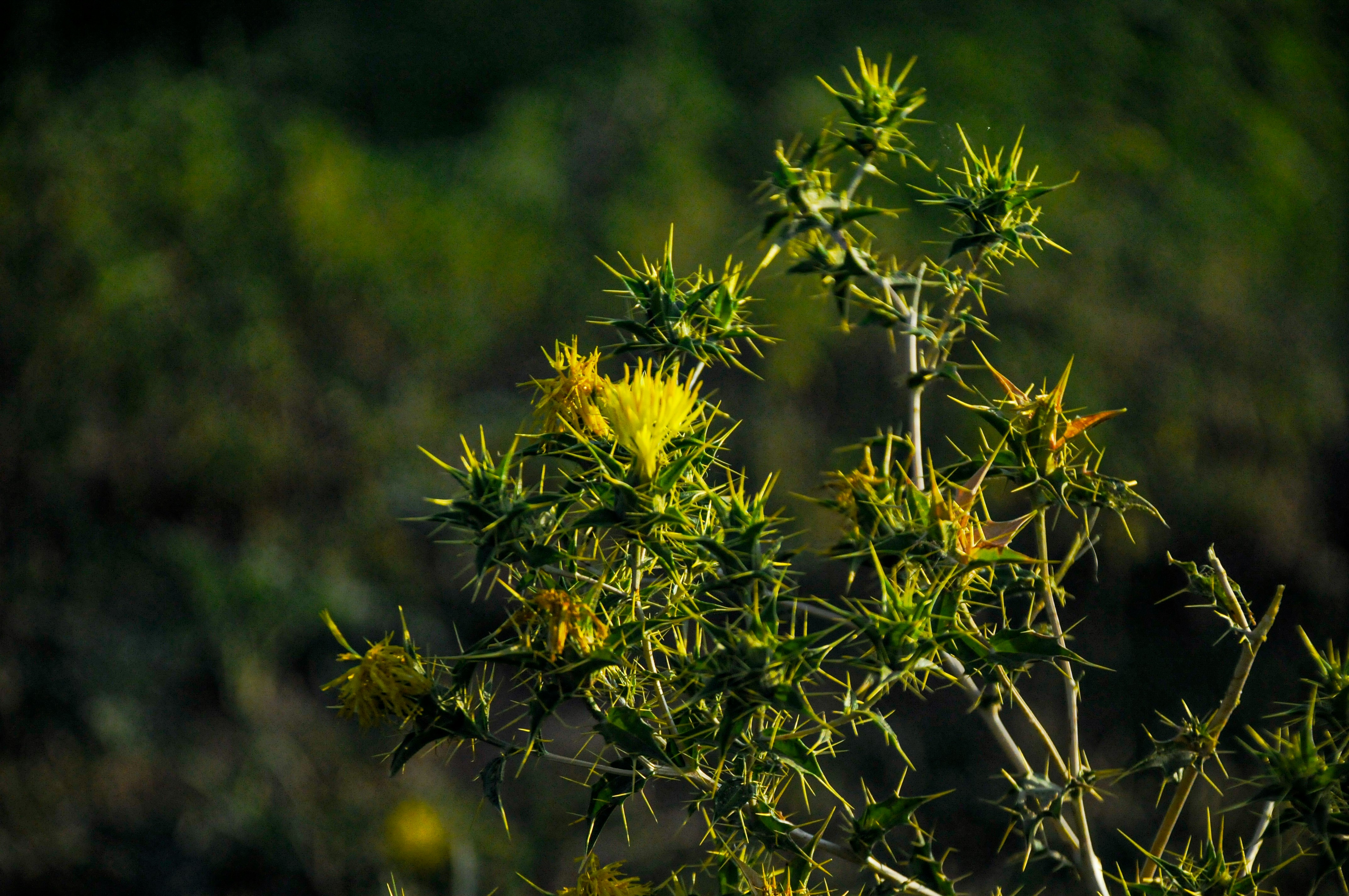 a close up of a plant with yellow flowers