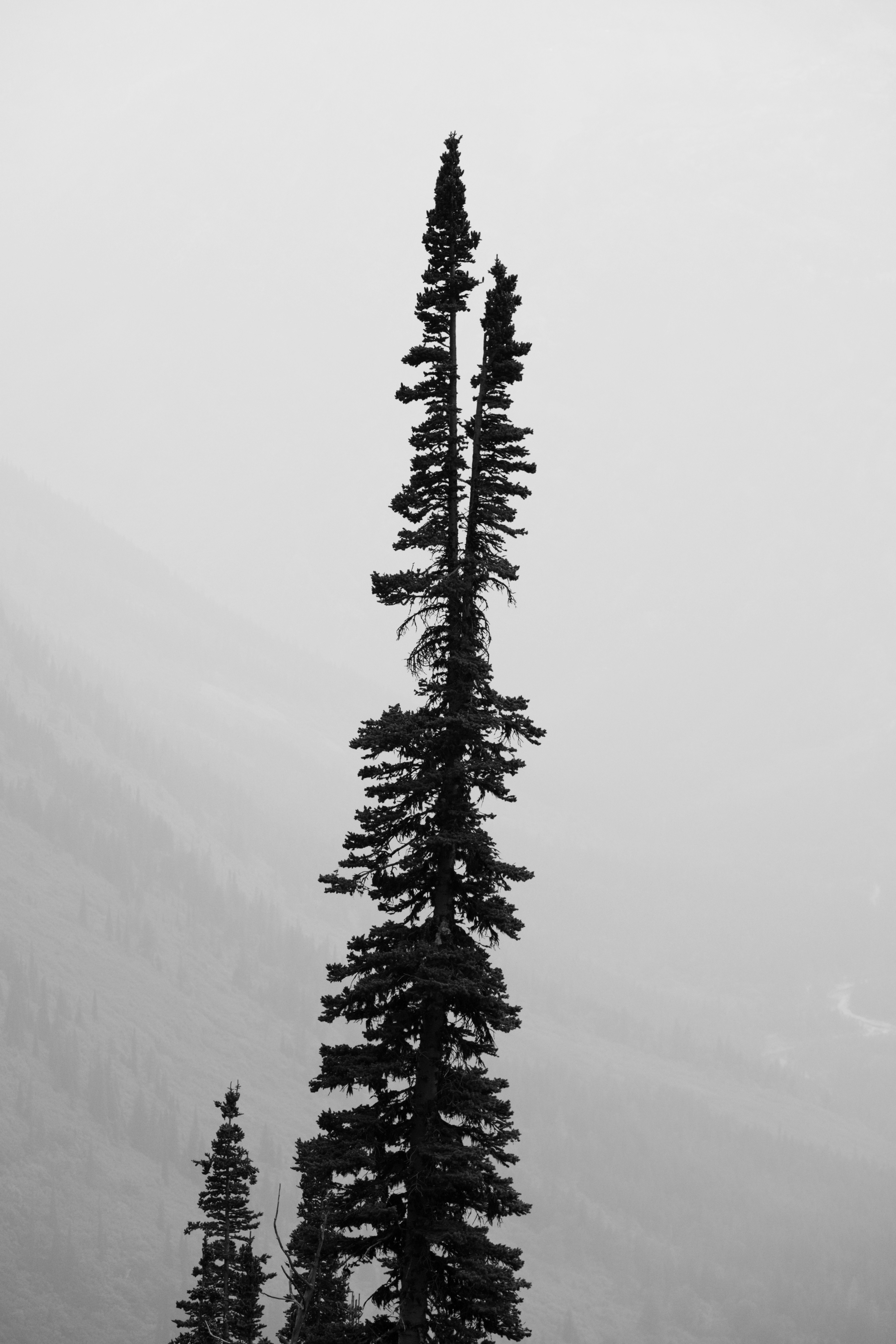 A black and white photo of a tall tree photo – Free Tree Image on Unsplash