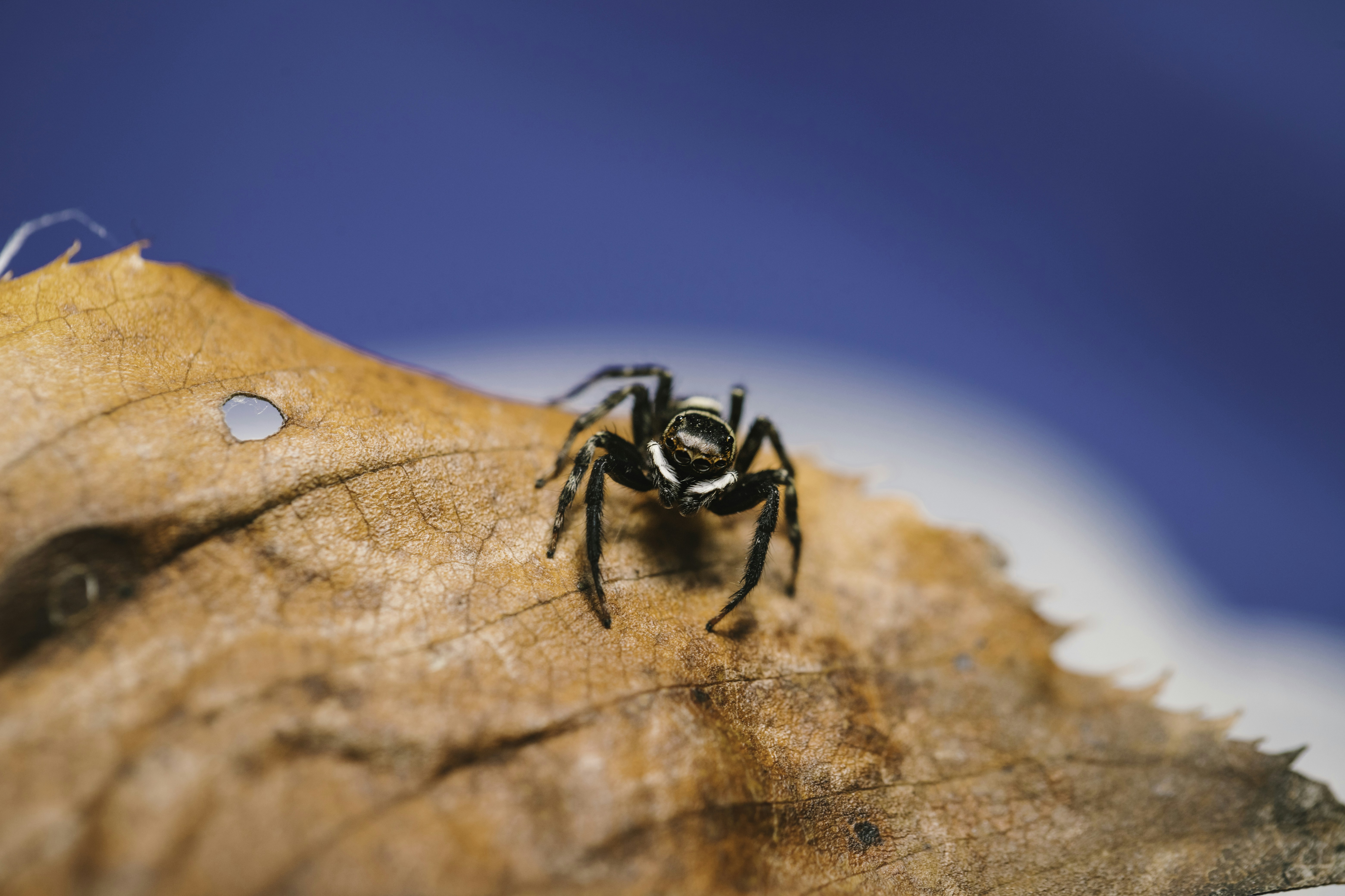 Copper-Leaf Ambush: A Close-Up Spider under Ultramarine Light