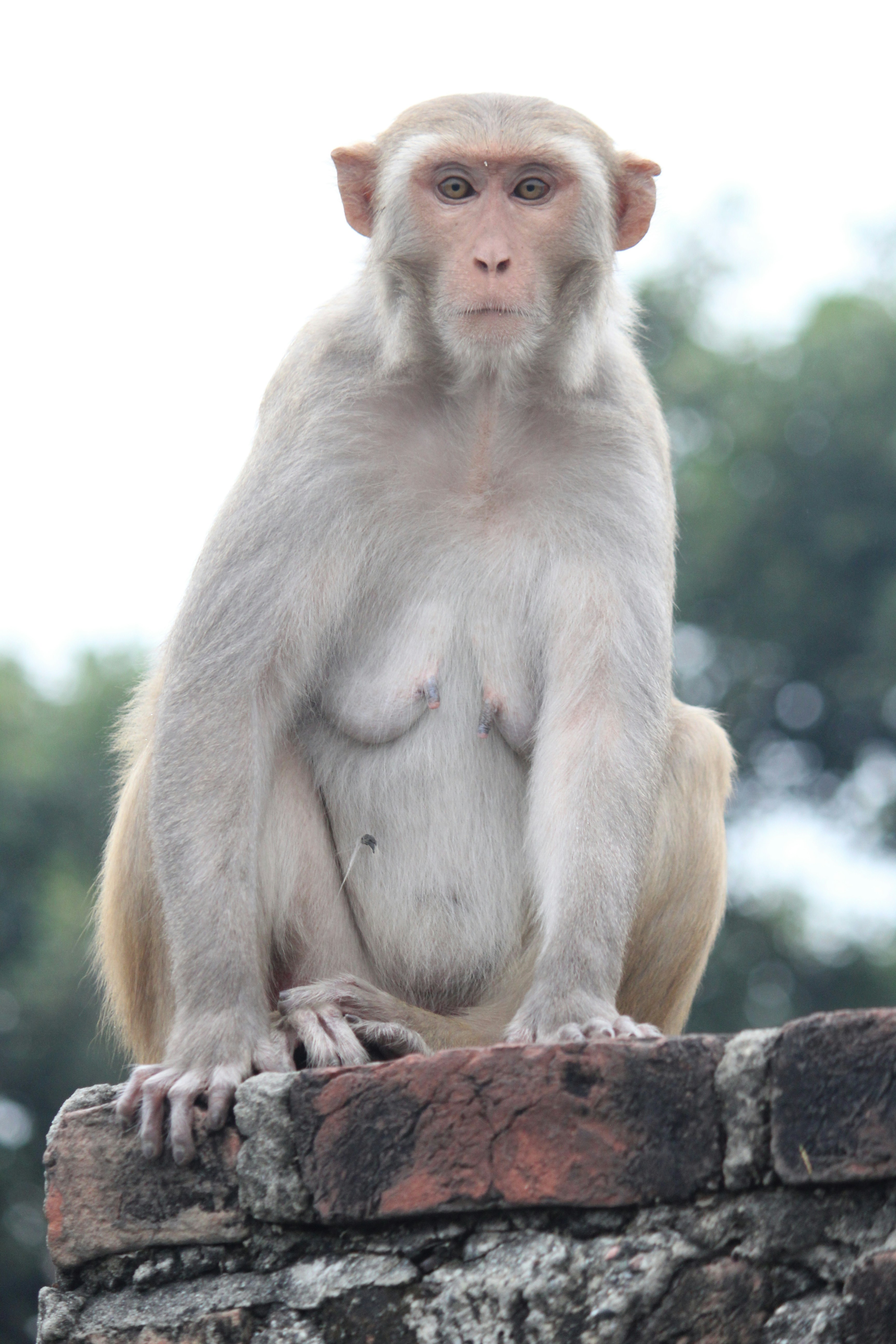 Monkey is a common name that may refer to most mammals of the infraorder Simiiformes, also known as the simians.Indian
