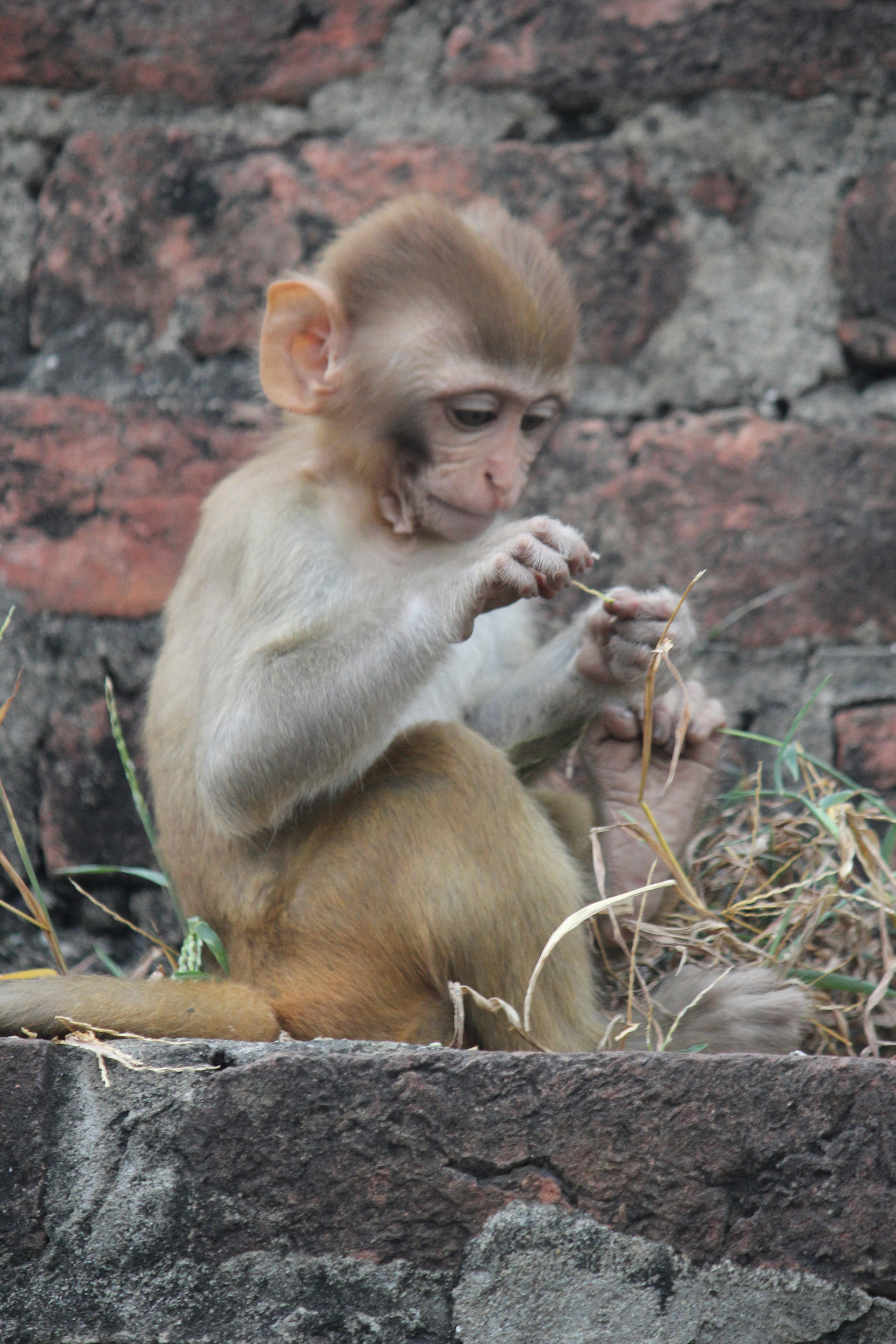 Monkey is a common name that may refer to most mammals of the infraorder Simiiformes, also known as the simians.Moradabad Utter Pradesh