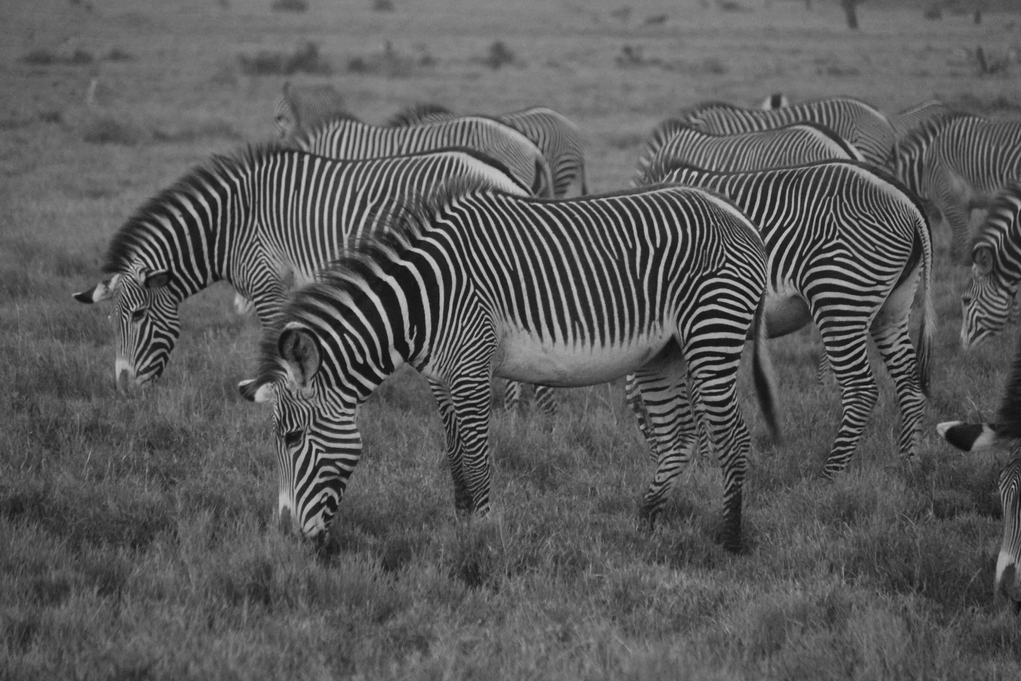 Low-contrast Herd: Zebra Grazing in a Quiet Serengeti Field