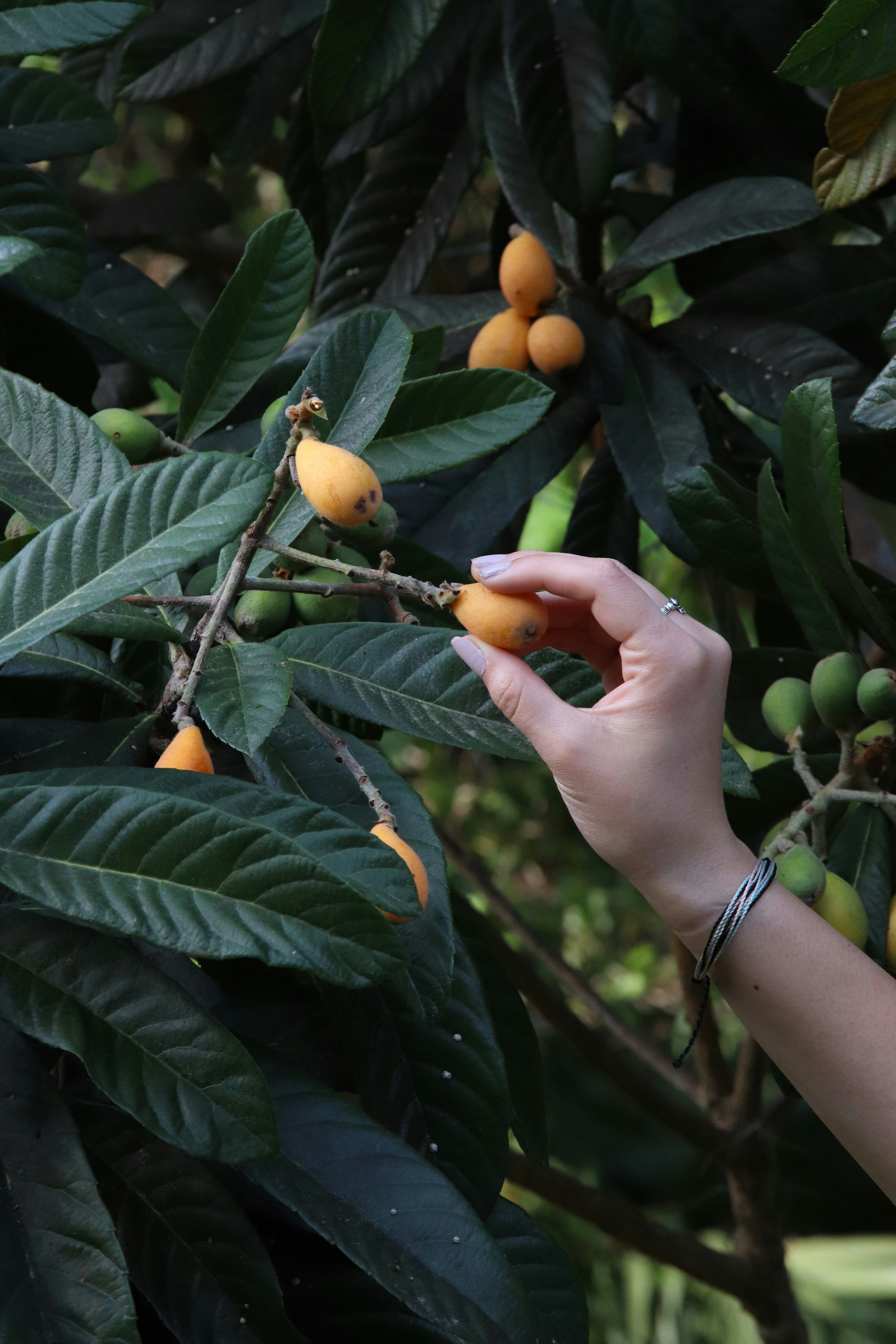 A person picking fruit off of a tree photo – Free Food Image on Unsplash