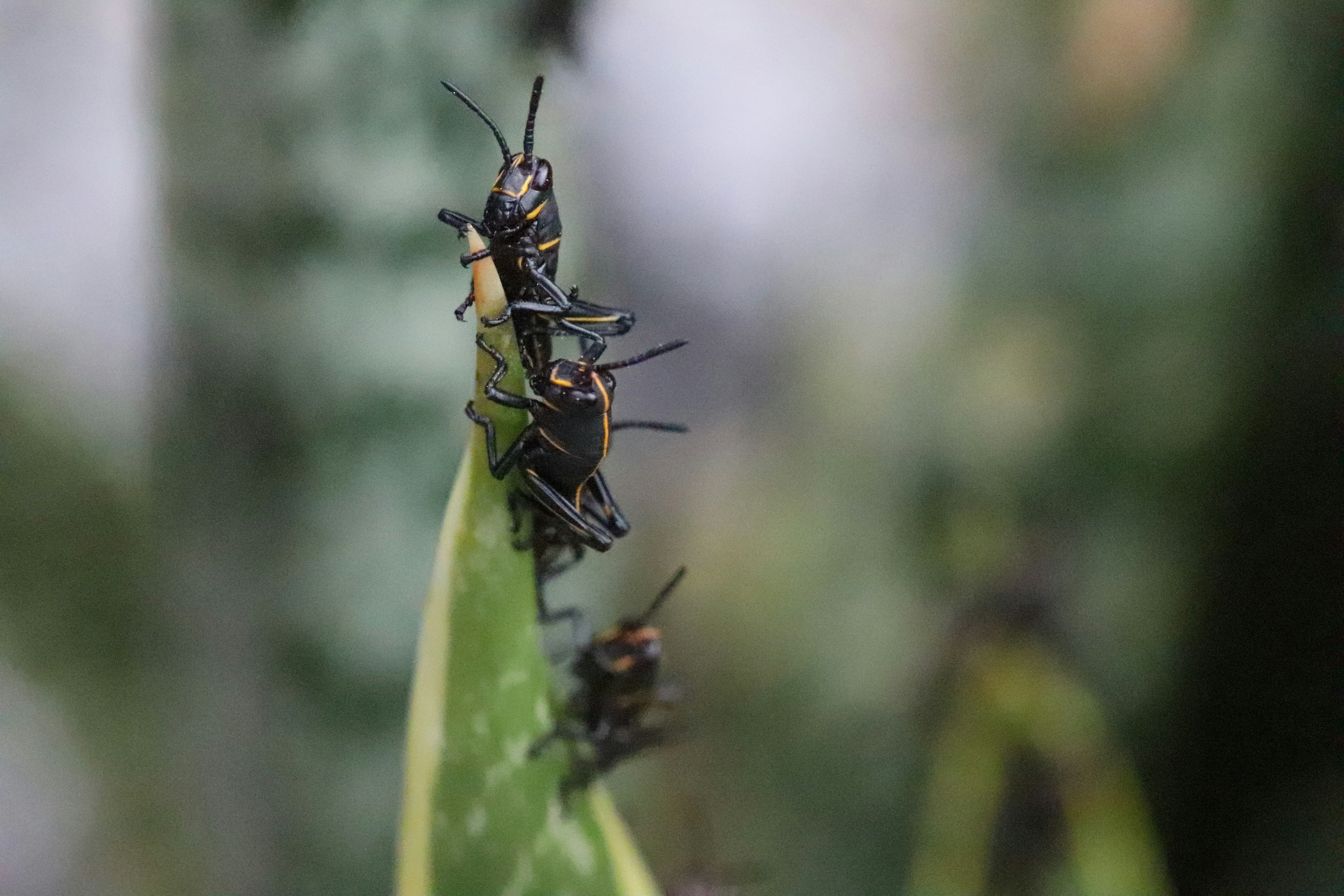 Ant Parade at the Leaf's Edge
