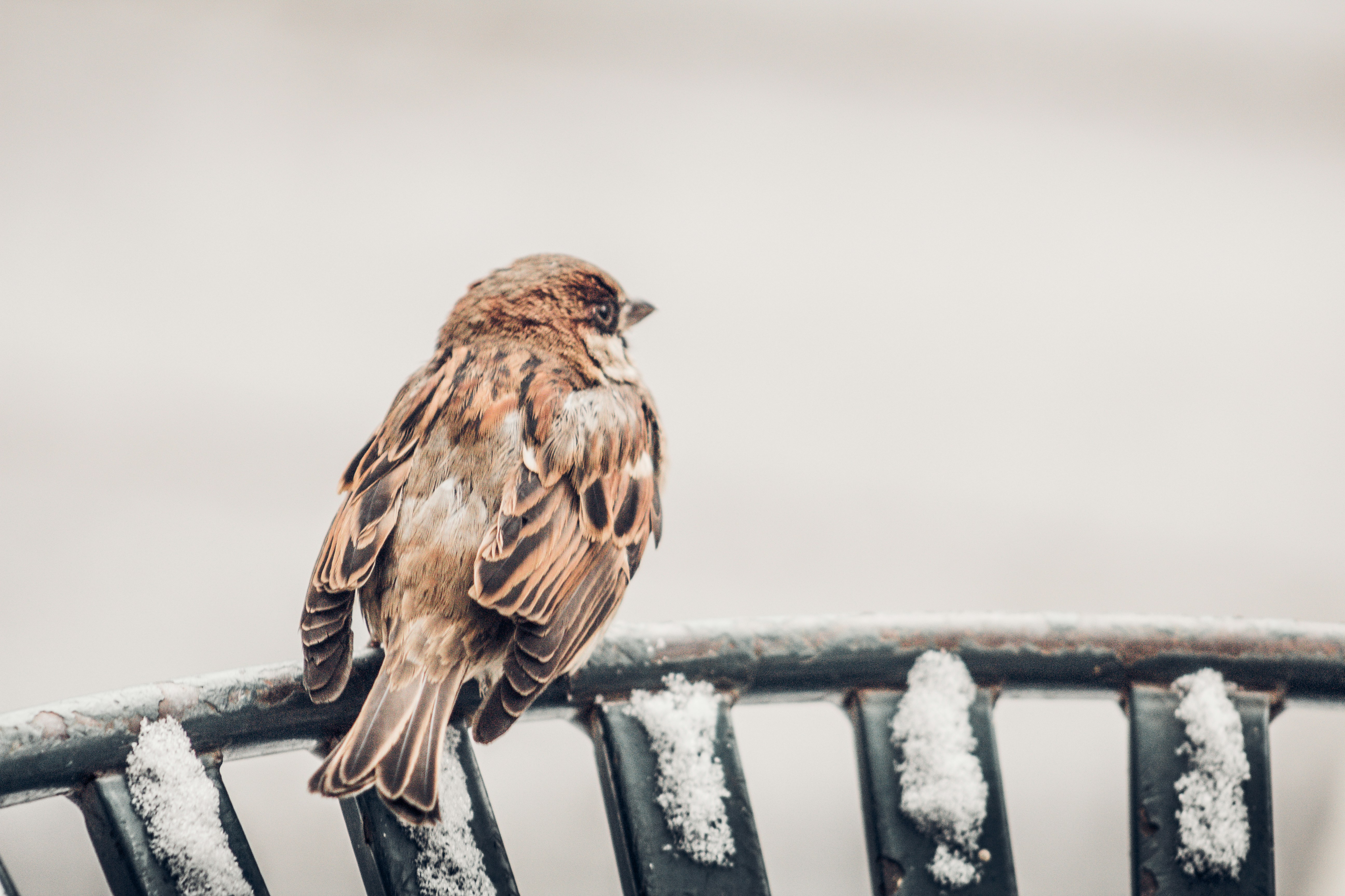 Winter Sparrow on Frosted Rail: A Quiet Moment