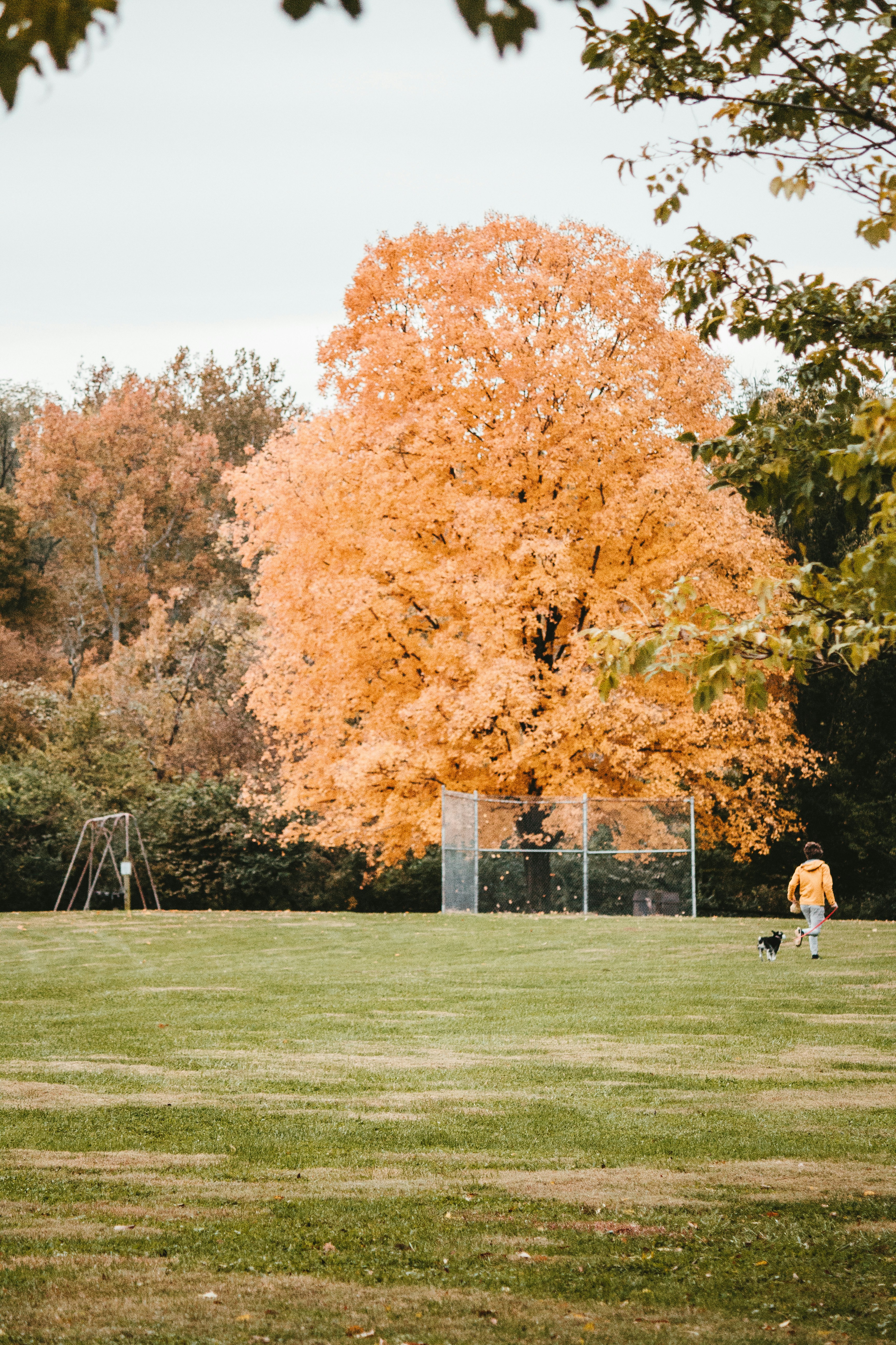 Autumn Conductor: A solitary jogger and dog near the amber maple