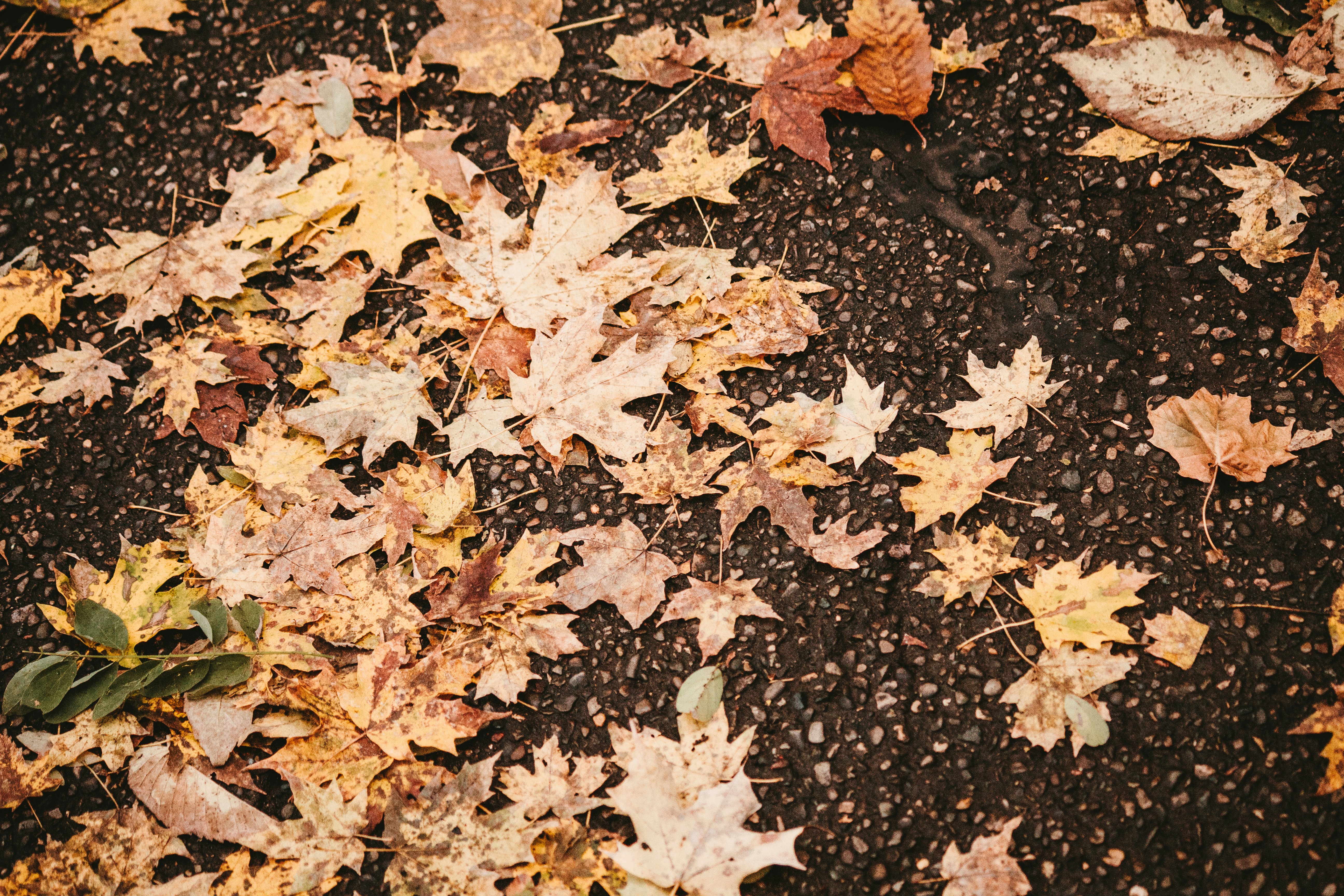 A vibrant collection of fallen leaves scattered across a textured surface, showcasing the rich colors of autumn.