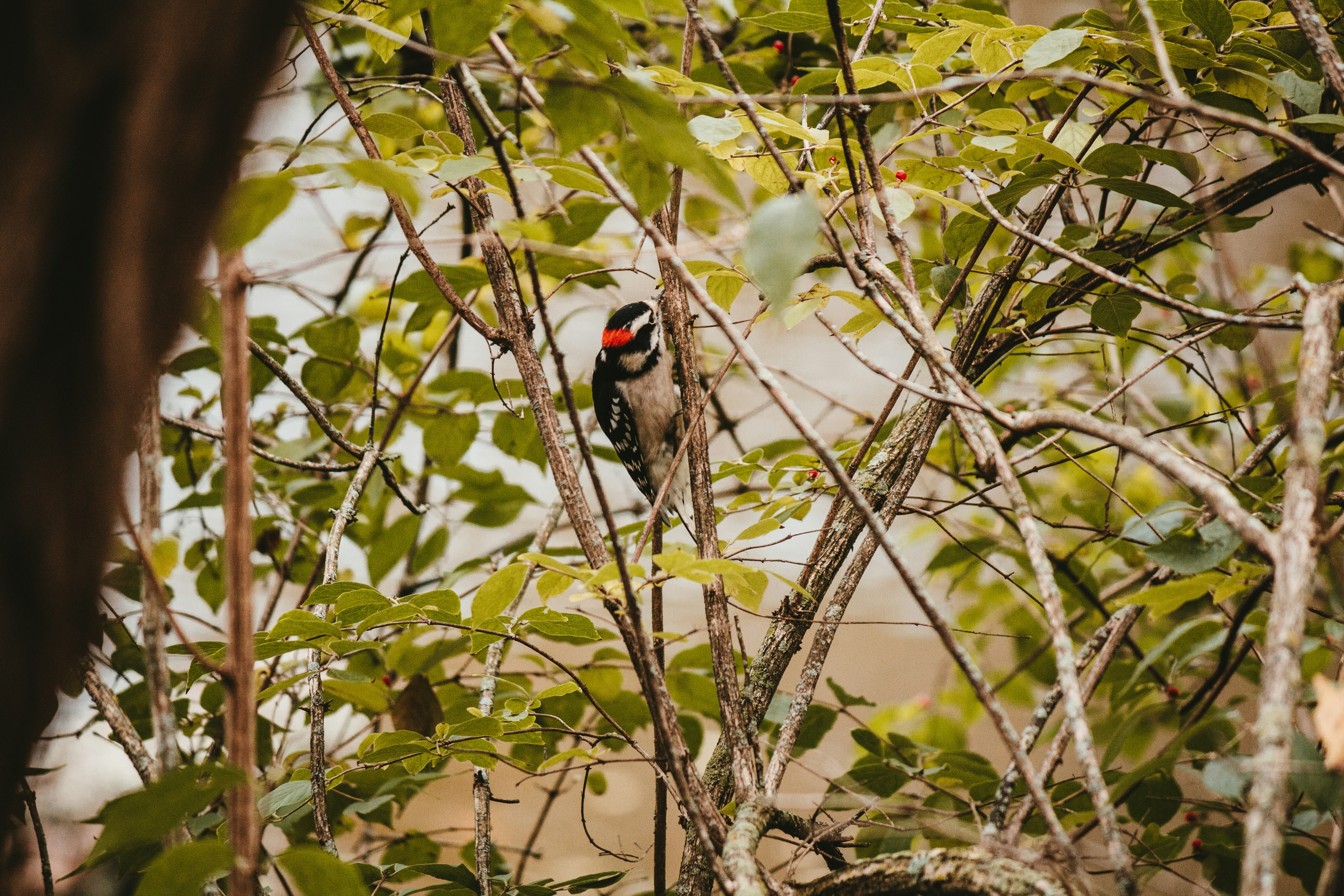 Crimson-Crowned Woodpecker Pierces the Green Veil
