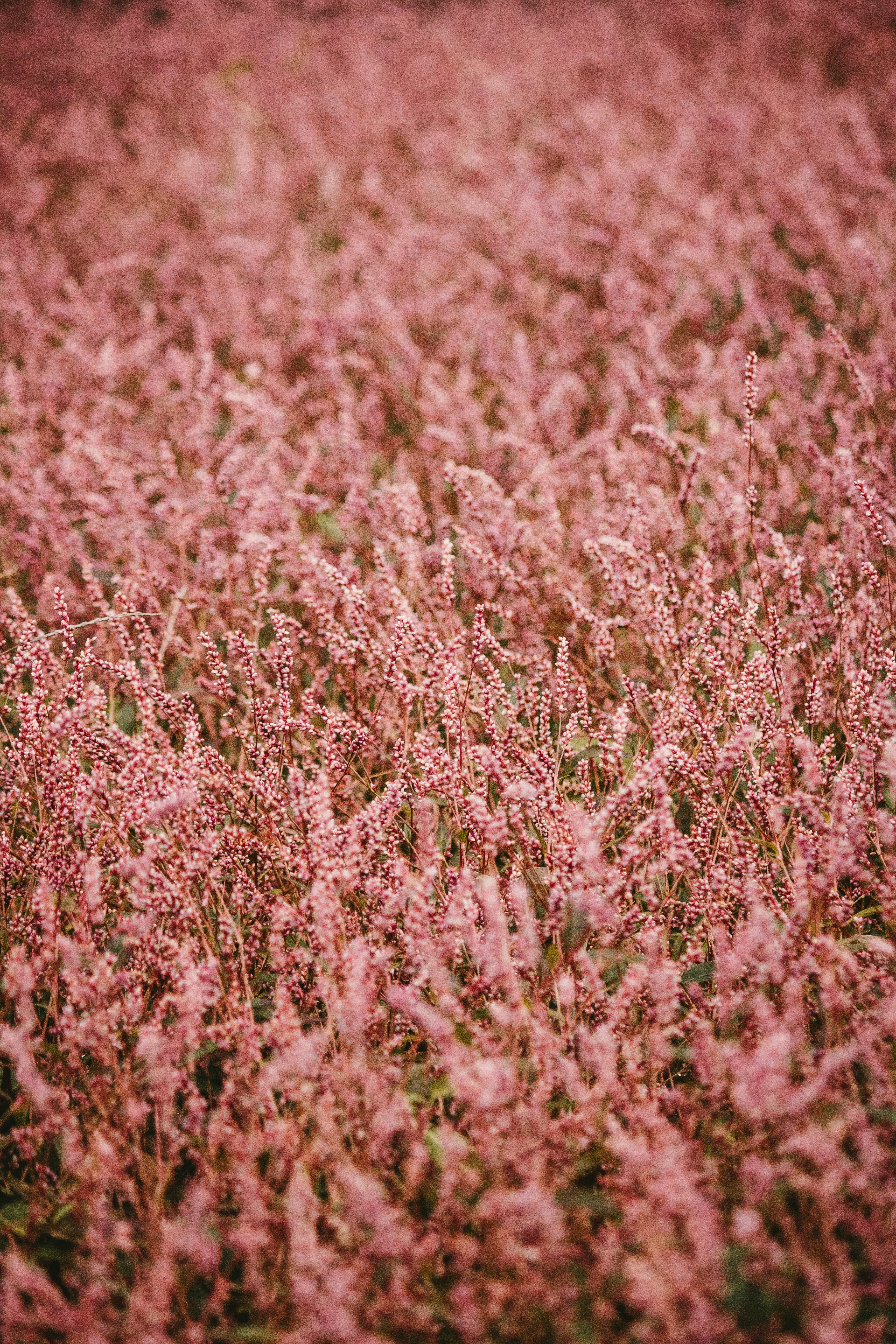 Soft Pink Heather: a Quiet Sea of Blooms in Gentle Light