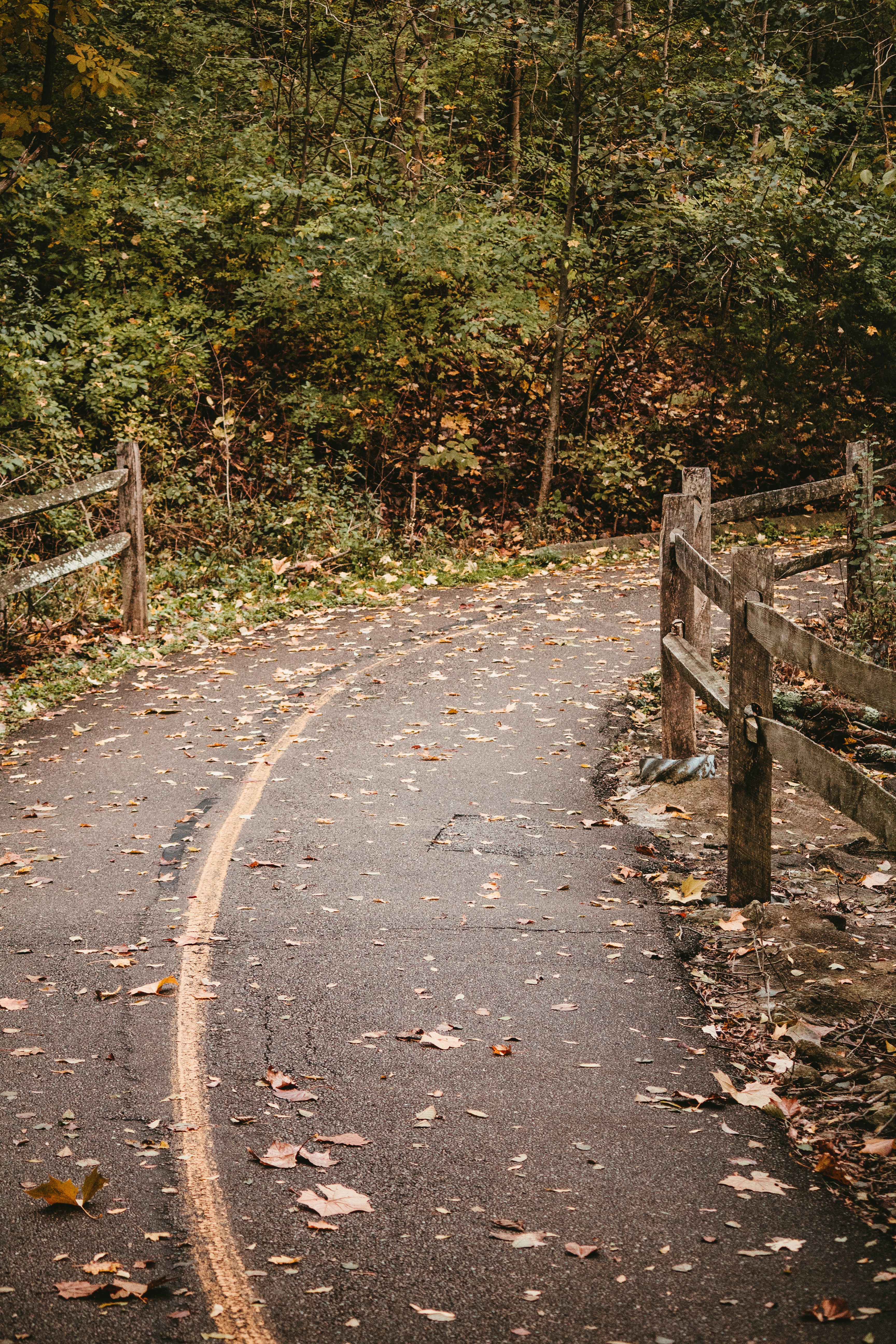 Curved pathway adorned with fallen leaves, bordered by rustic wooden fences in a serene forest setting.